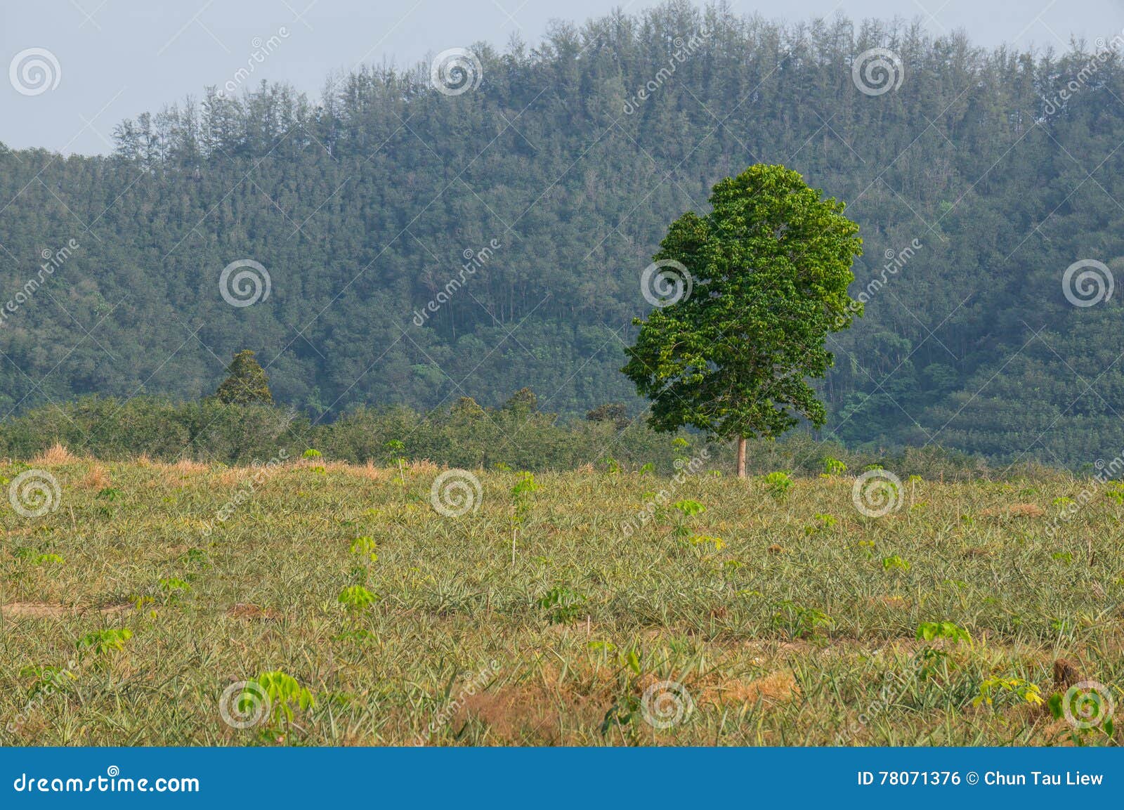 Sublime Tree stock photo. Image of mountain, ecoregion - 78071376