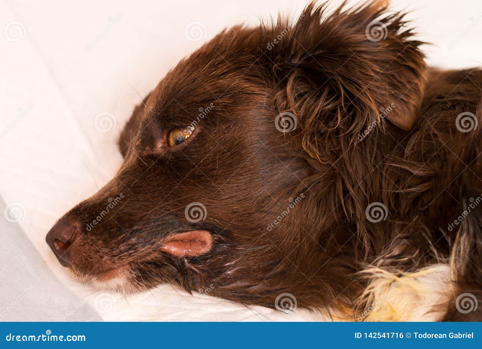 Submandibular Edema In A Dog With Severe Renal Failure Royalty-Free ...