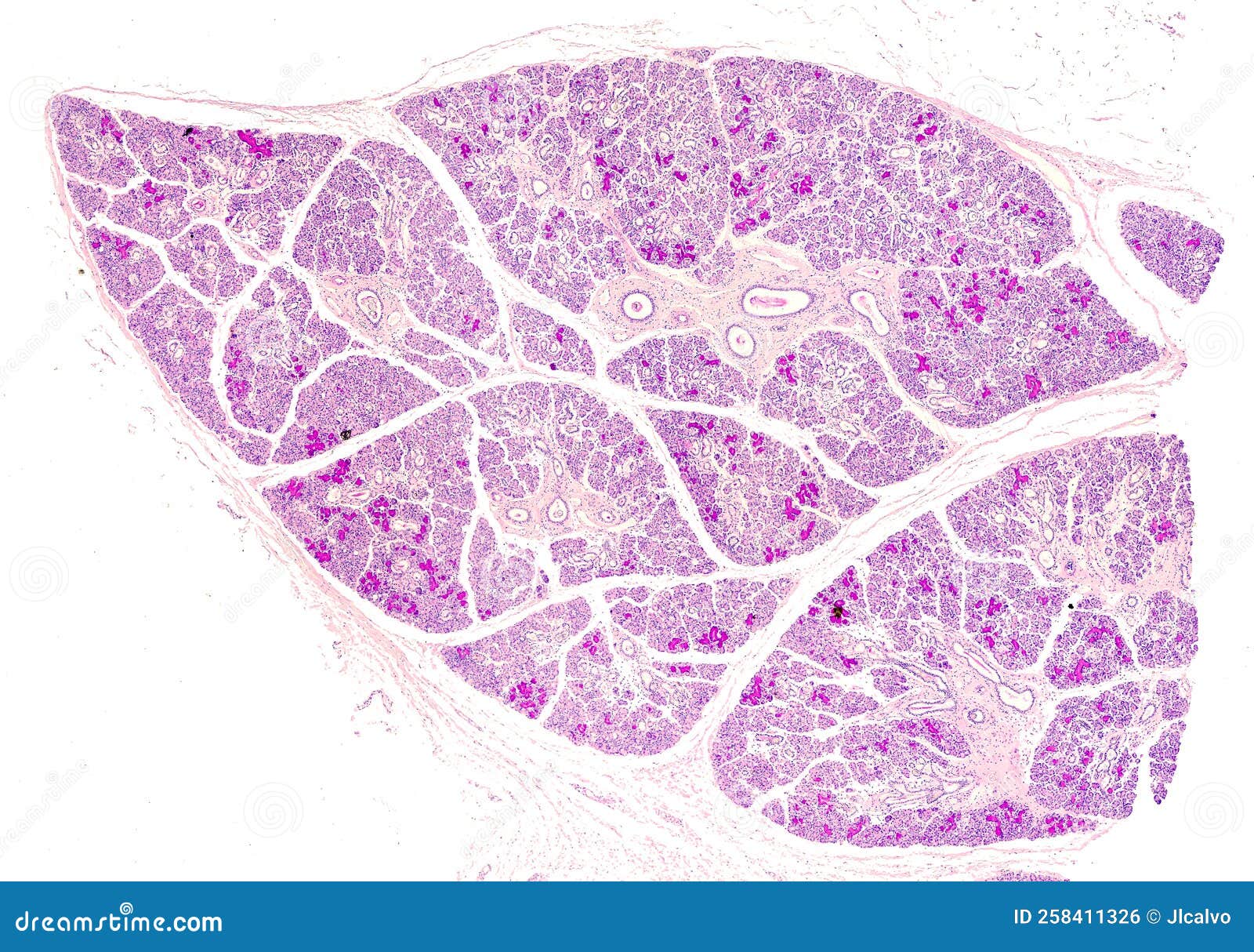 Submandibular gland stock photo. Image of submandibular - 258411326