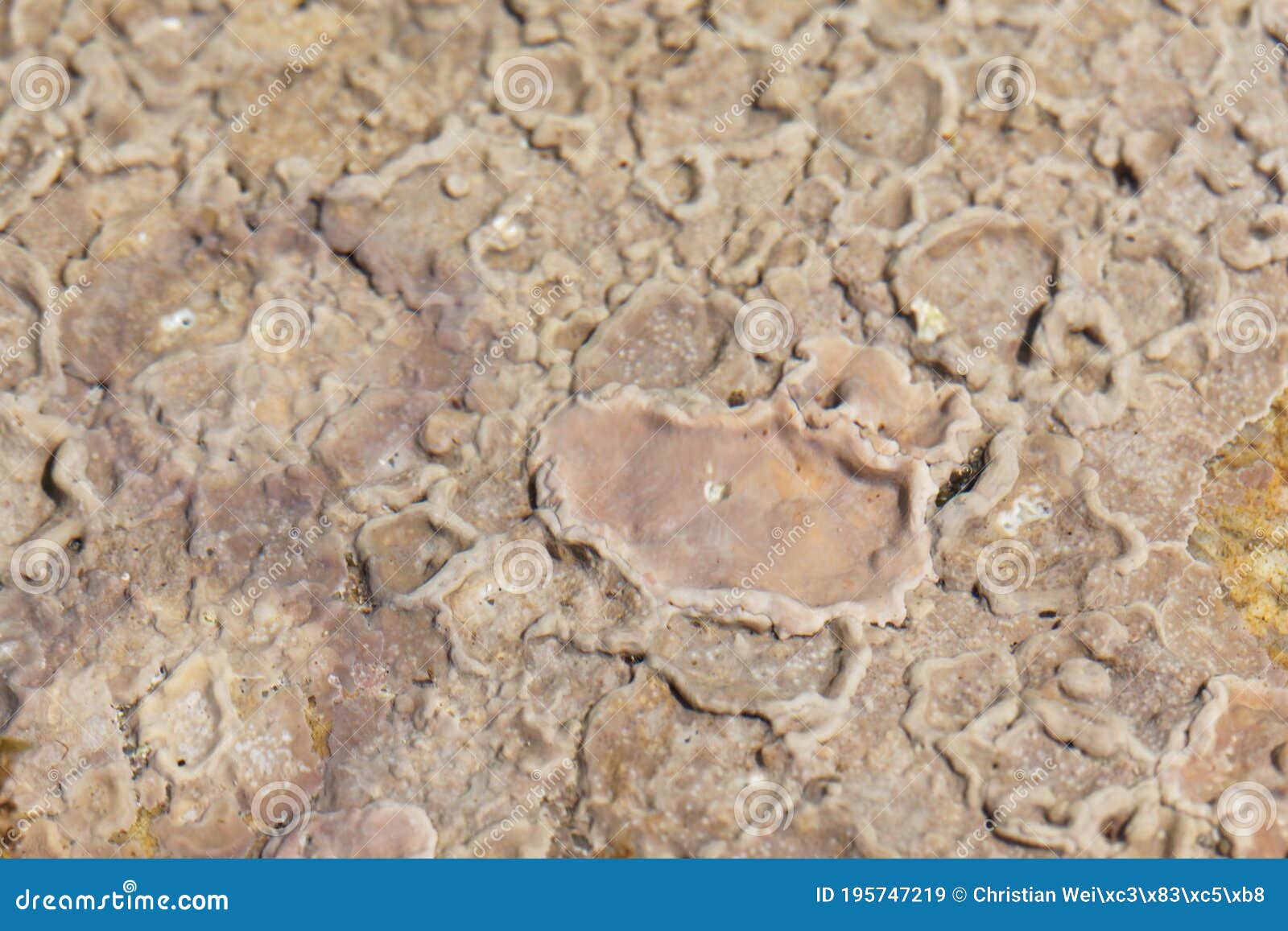 Submarine Crusts of Coralline Algae Stock Image - Image of structure ...