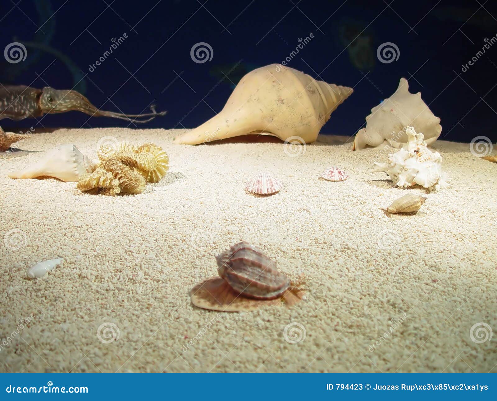 Submarine life stock image. Image of marine, ocean, fusilier - 794423