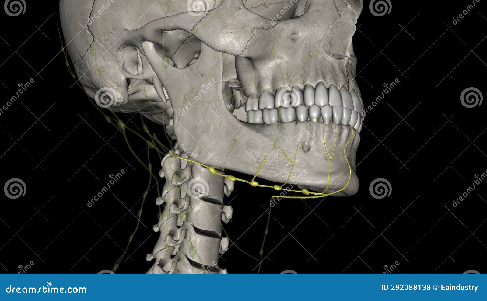 Submental Cartoons, Illustrations & Vector Stock Images - 13 Pictures ...