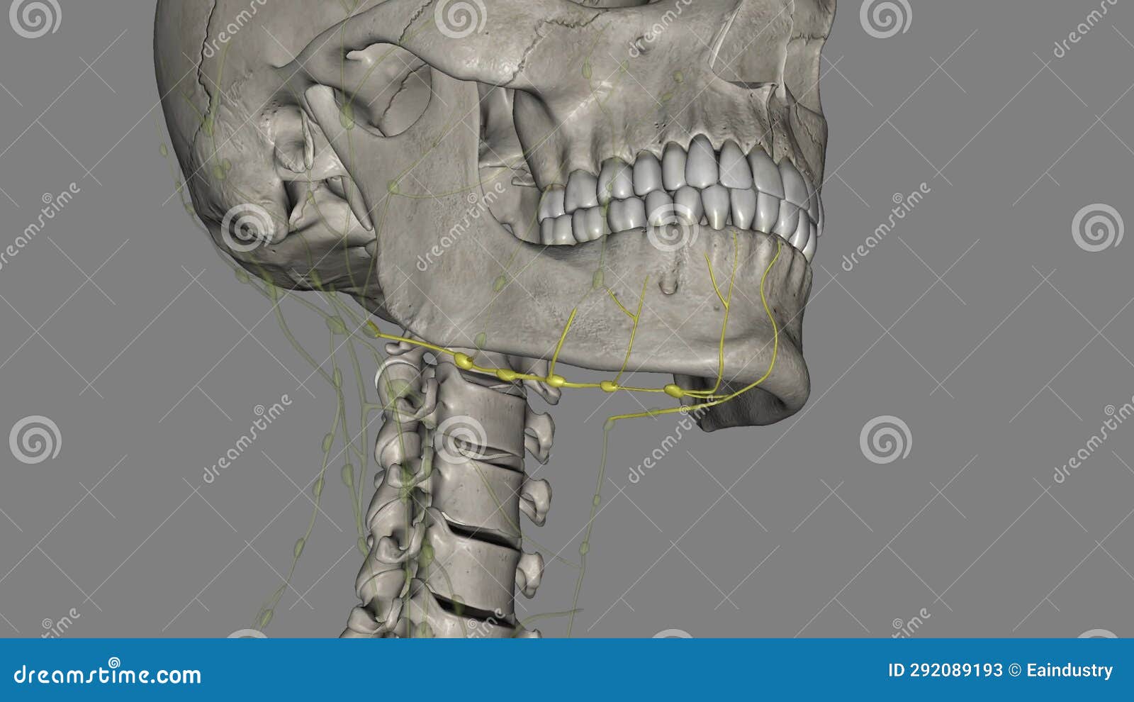 Submental Cartoons, Illustrations & Vector Stock Images - 13 Pictures ...