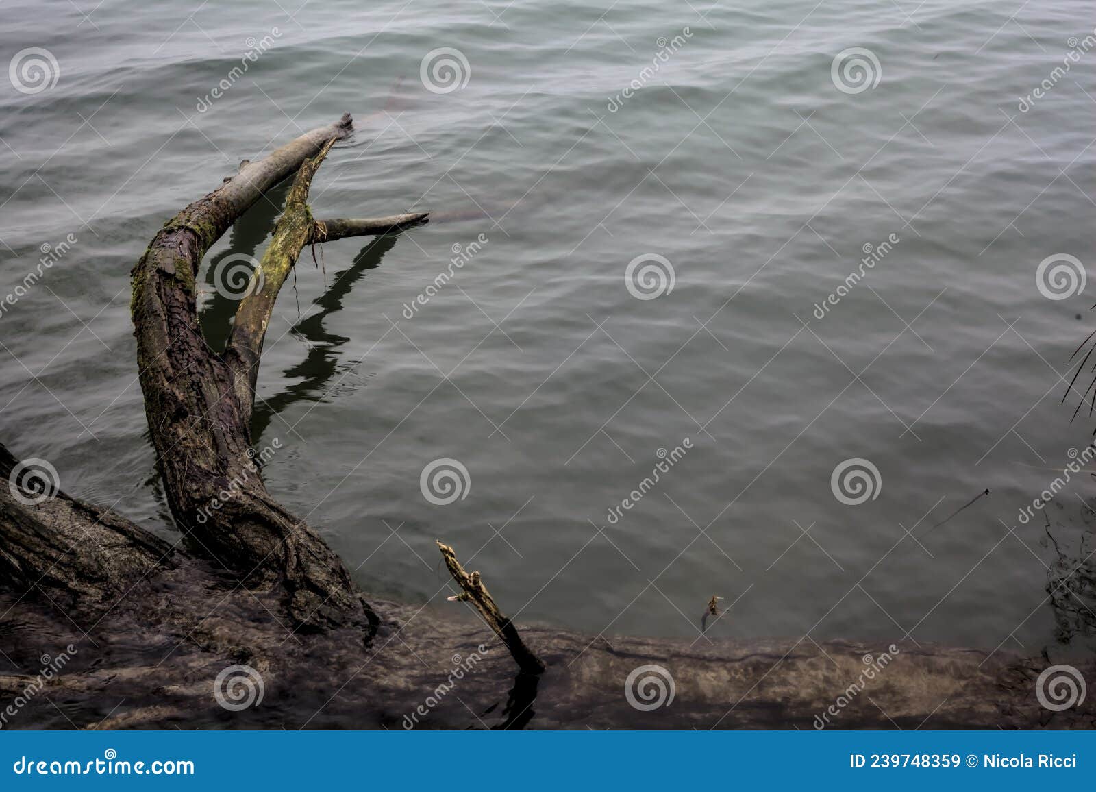 Submerged and Bare Tree in a River on a Foggy Day Stock Image - Image ...
