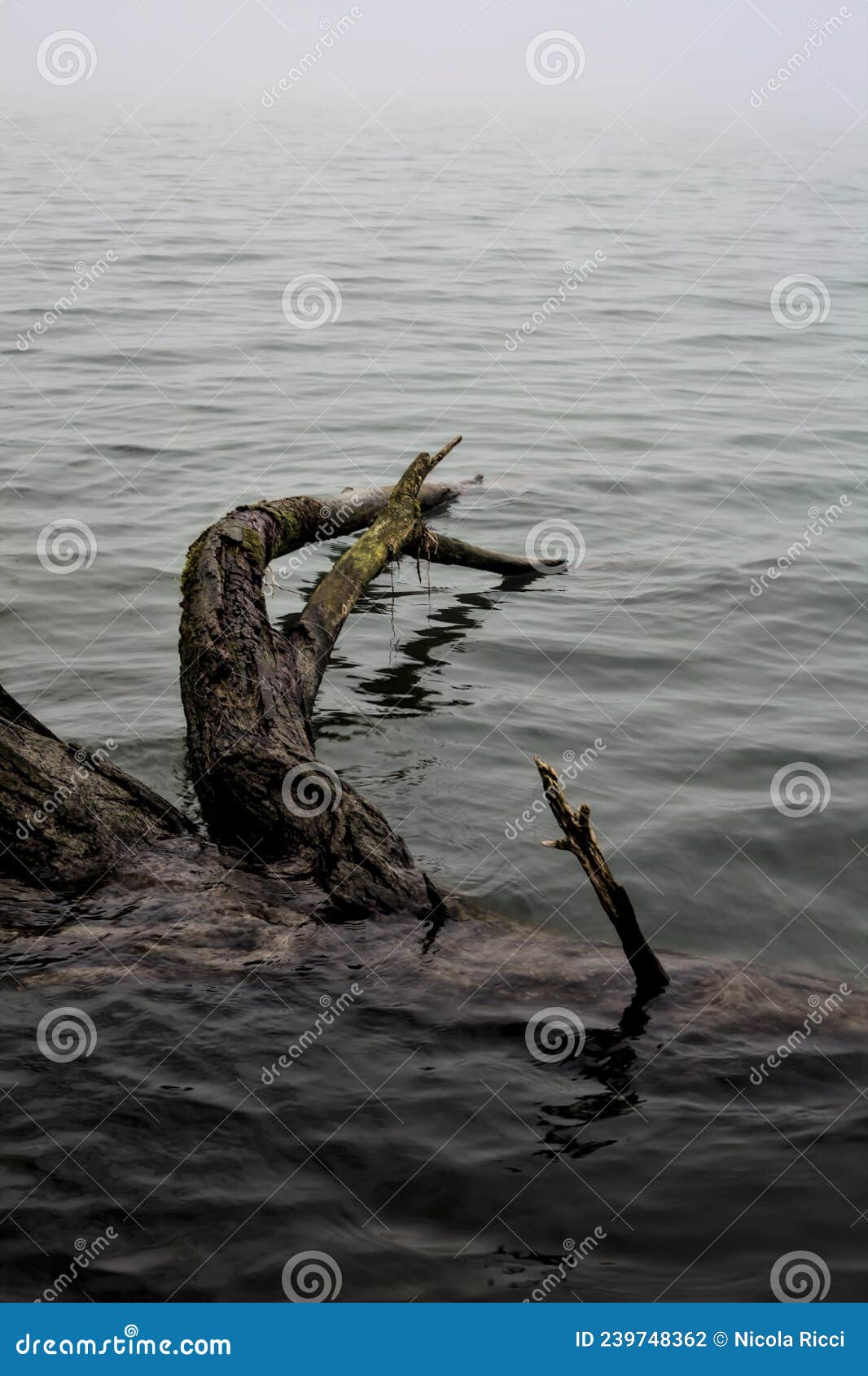 Submerged and Bare Tree in a River on a Foggy Day Stock Photo - Image ...