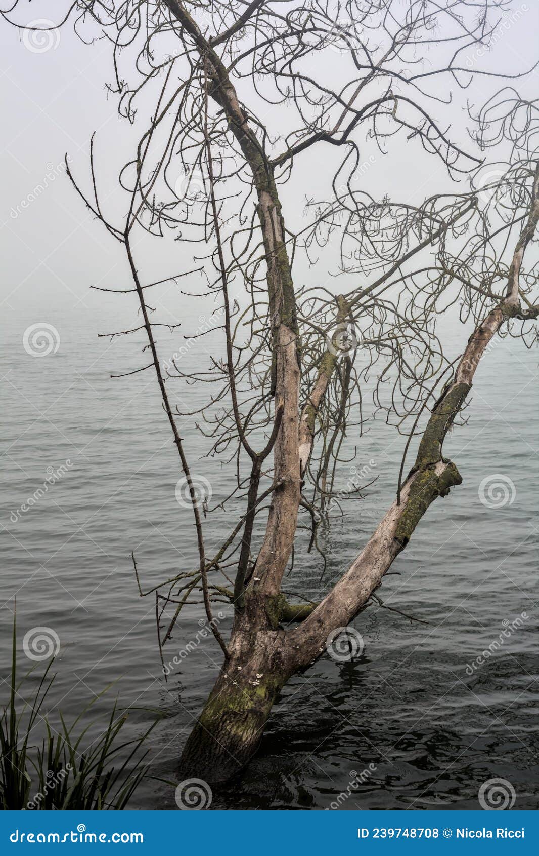Submerged and Bare Tree in a River on a Foggy Day Stock Photo - Image ...