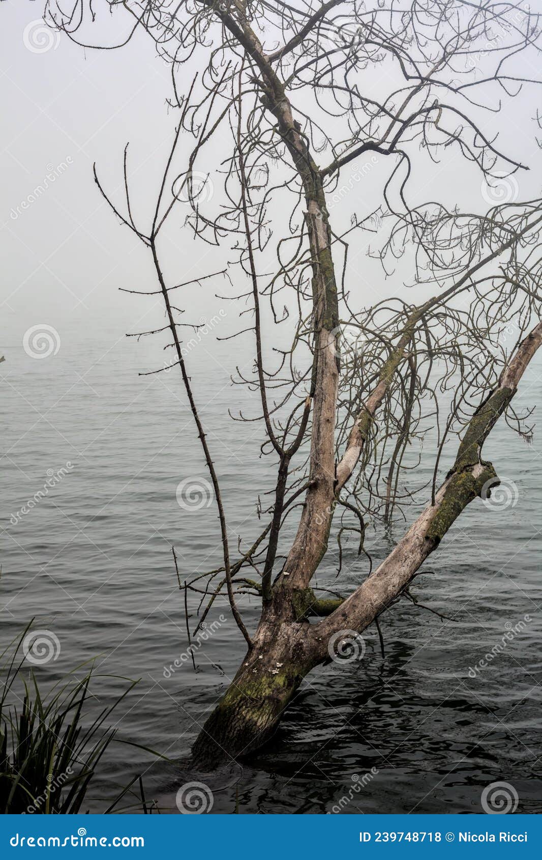 Submerged and Bare Tree in a River on a Foggy Day Stock Photo - Image ...