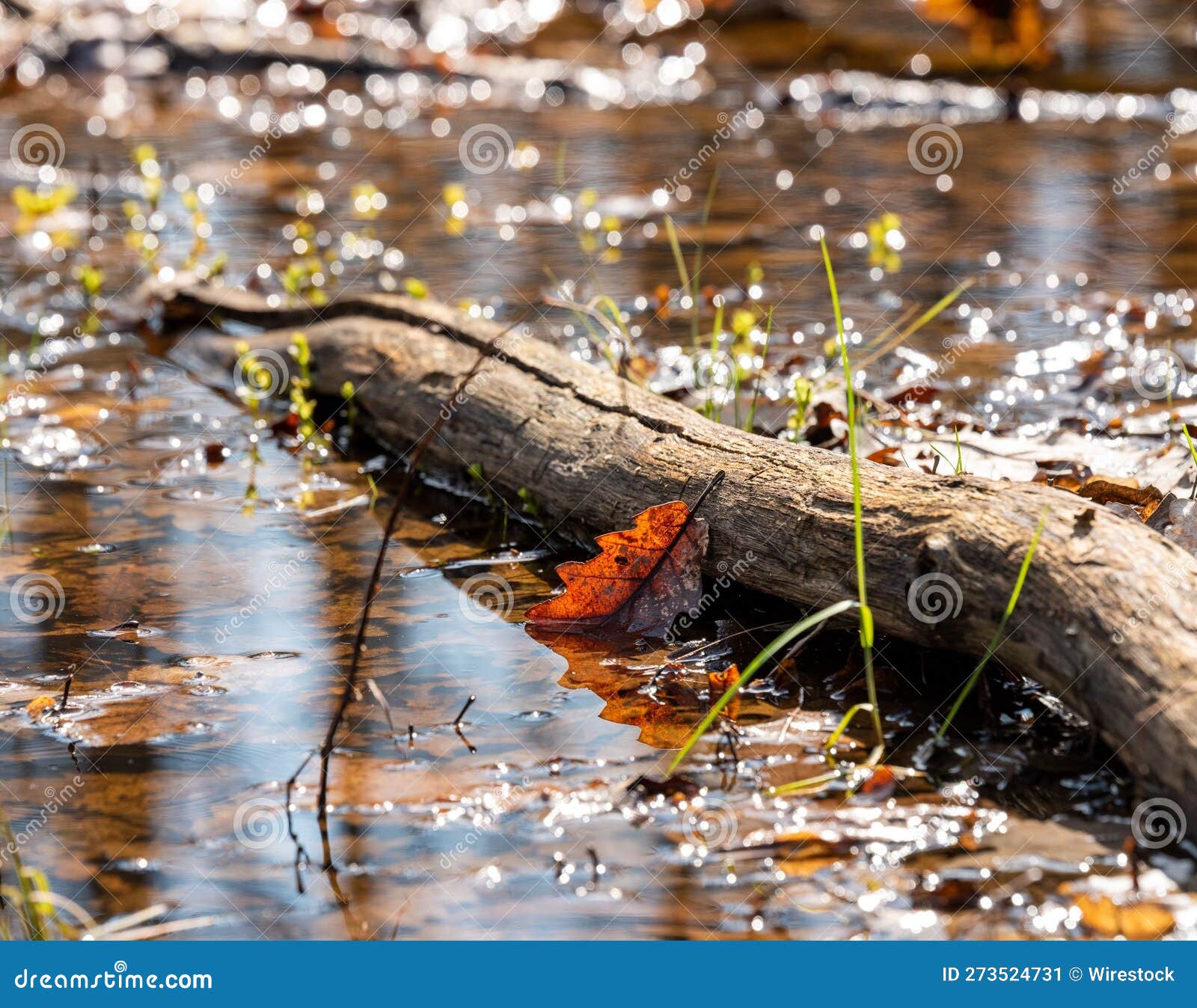 Submerged Log in the Shallow Water of a River. Stock Image - Image of ...