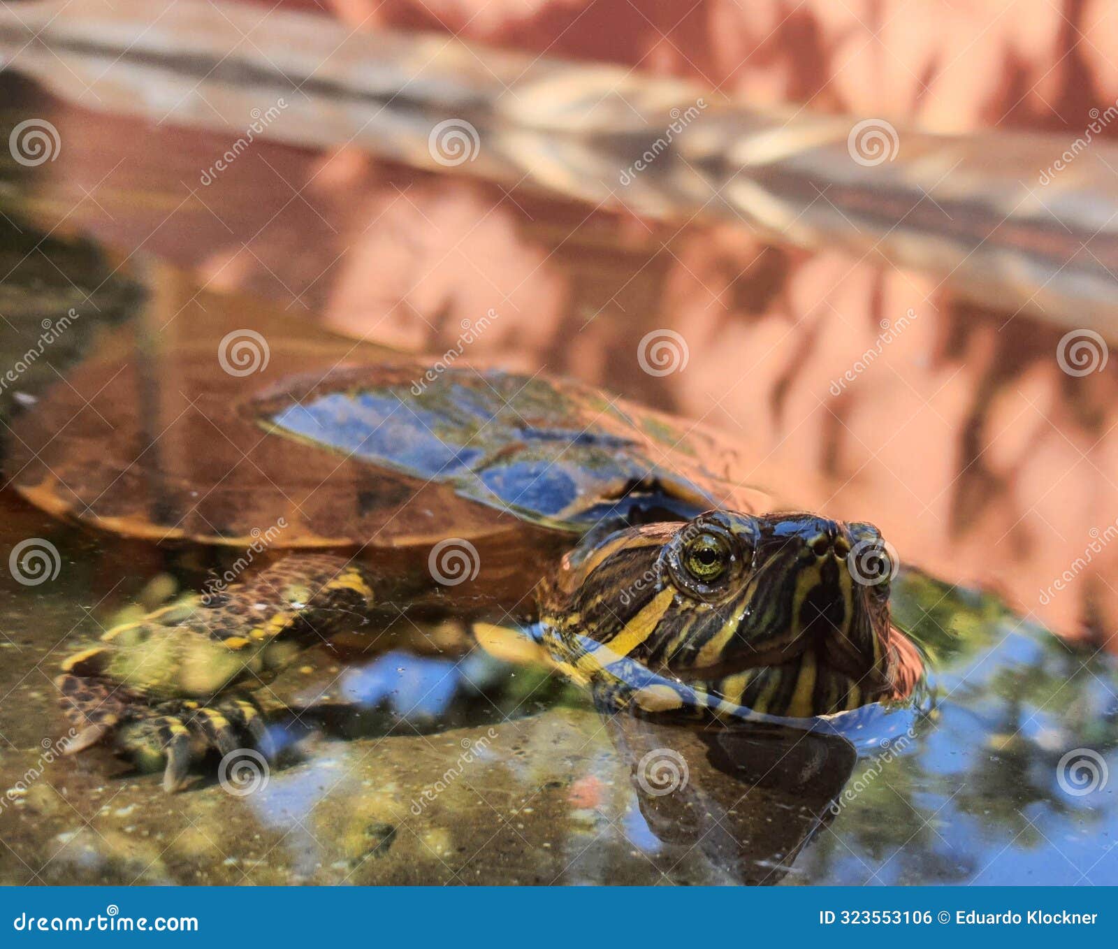 Tiger And Turtle, A Walkable Roller Coaster Sculpture On Magic Mountain ...