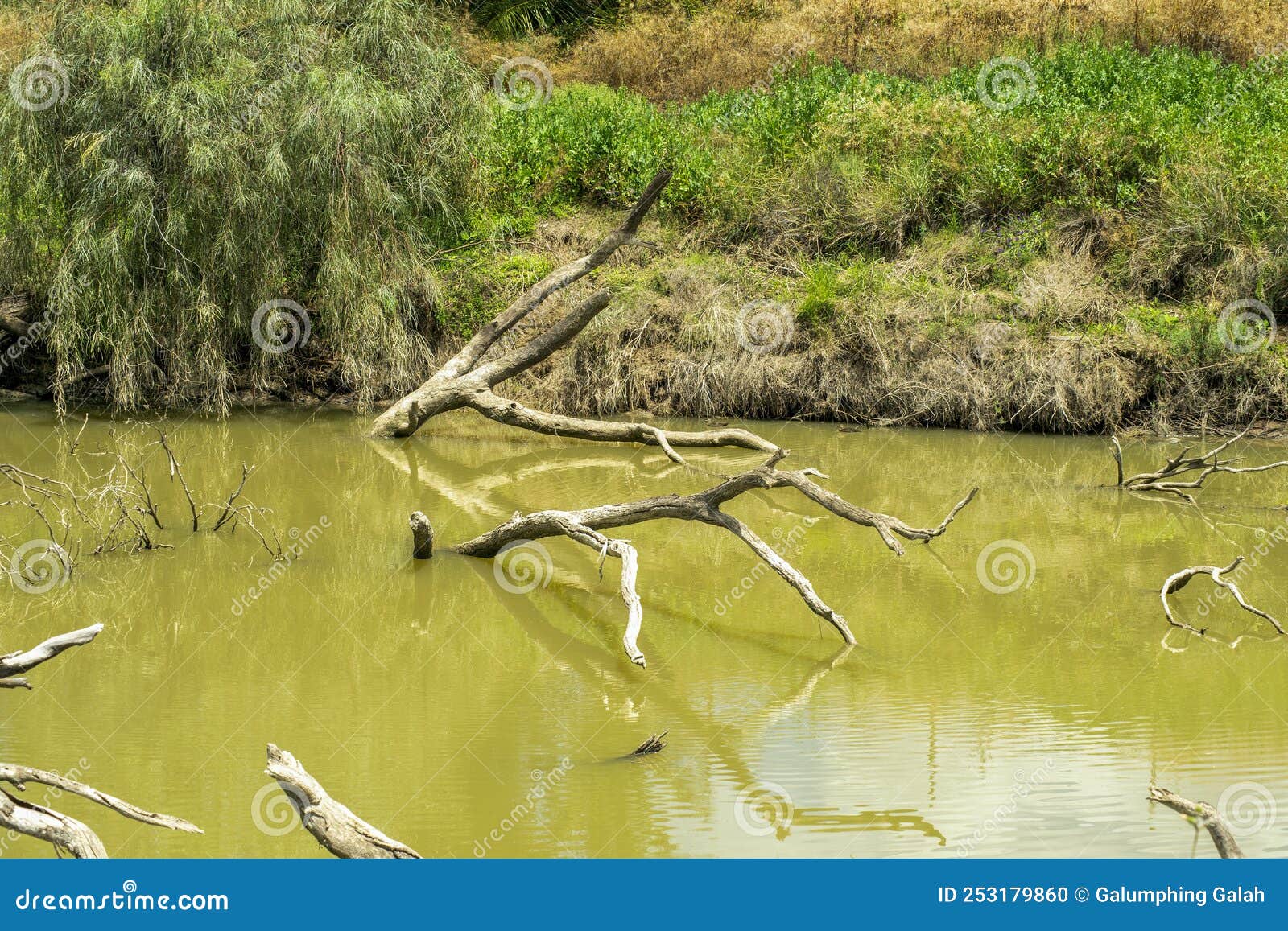 Submerged Tree Branches Reflecting in River Stock Photo - Image of tree ...