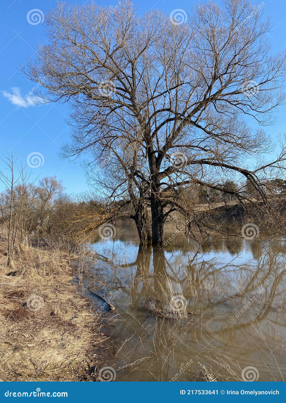 A Submerged Tree. Reflection of Branches in the Water. Swamp. Spring ...