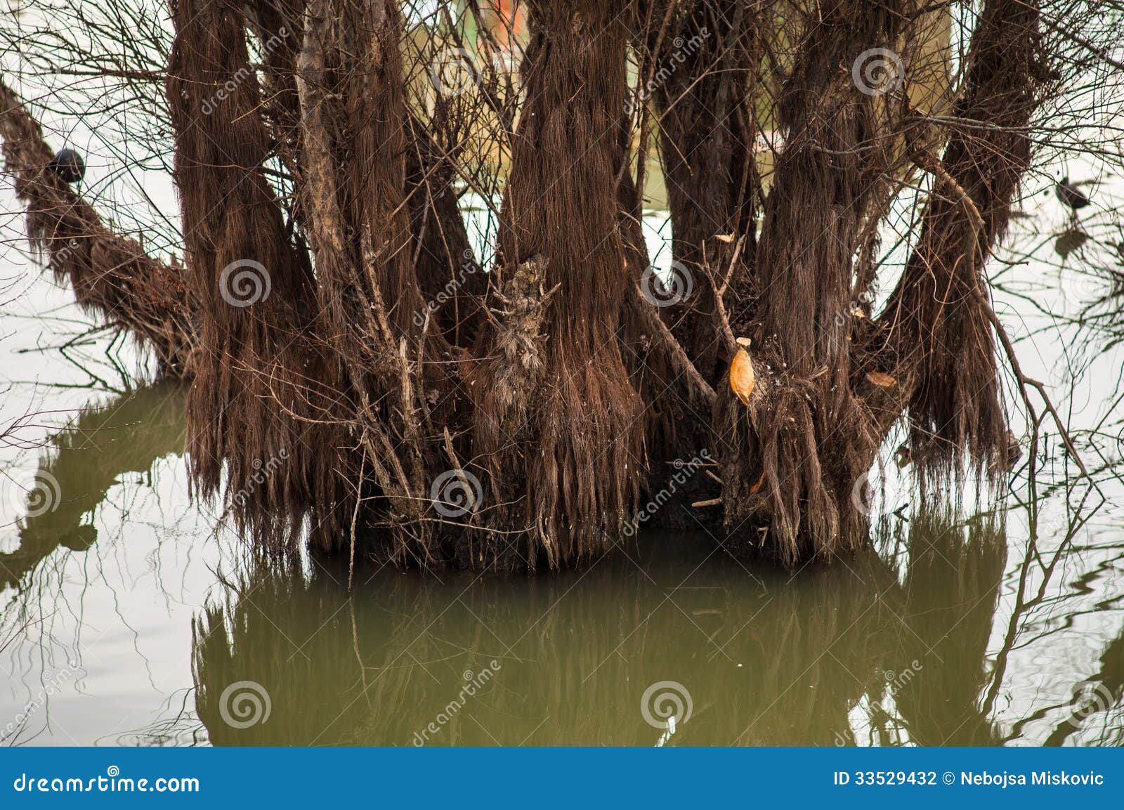 Submerged tree trunk stock photo. Image of water, plant - 33529432