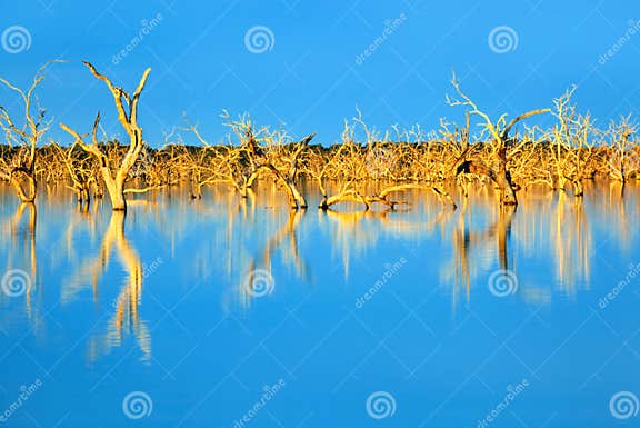 Submerged Trees stock image. Image of colour, scenic - 10300699