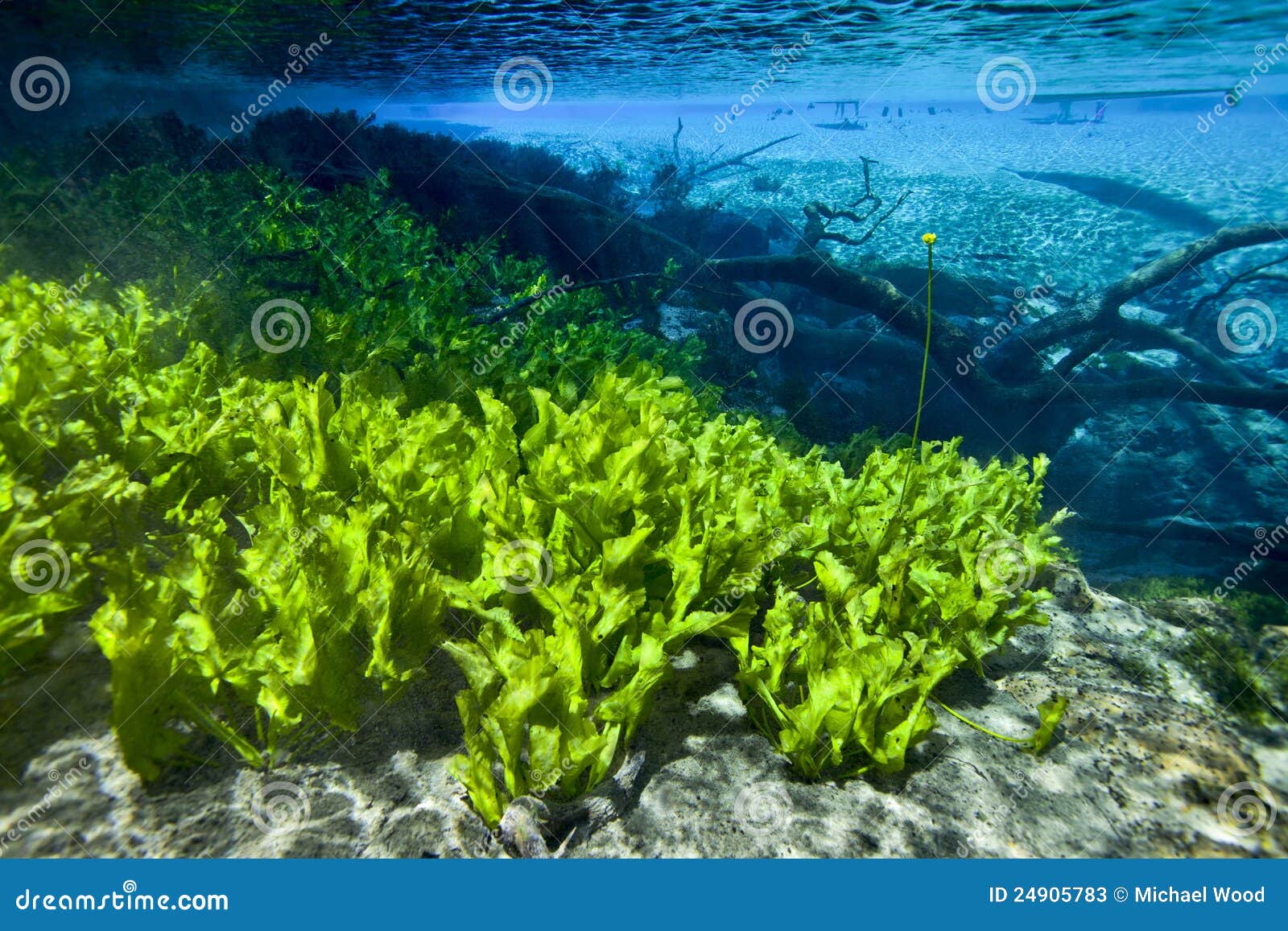 Submersed Plants Scenic - Cypress Springs Stock Image - Image of ...