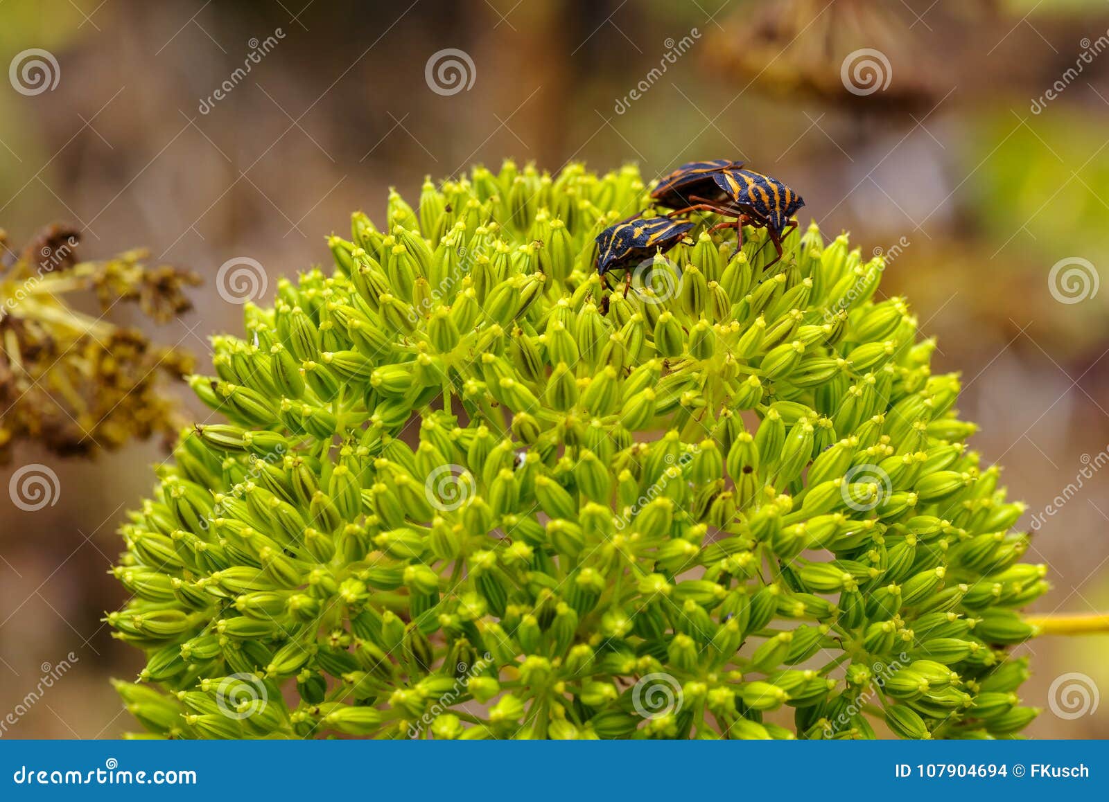 Striated Shield Bugs on Wild Leek Plant Stock Photo - Image of spring ...