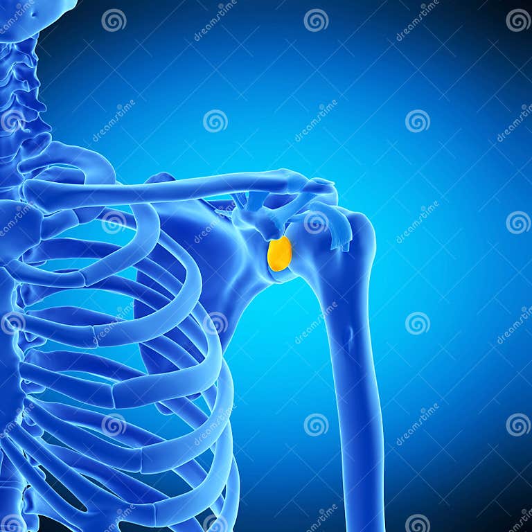 The subscapular bursa stock illustration. Illustration of sheath - 73211283