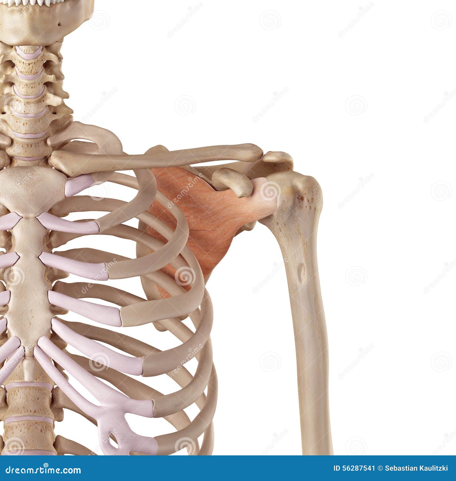 3d Illustration Of The Subscapularis Anterior Muscles On Xray ...