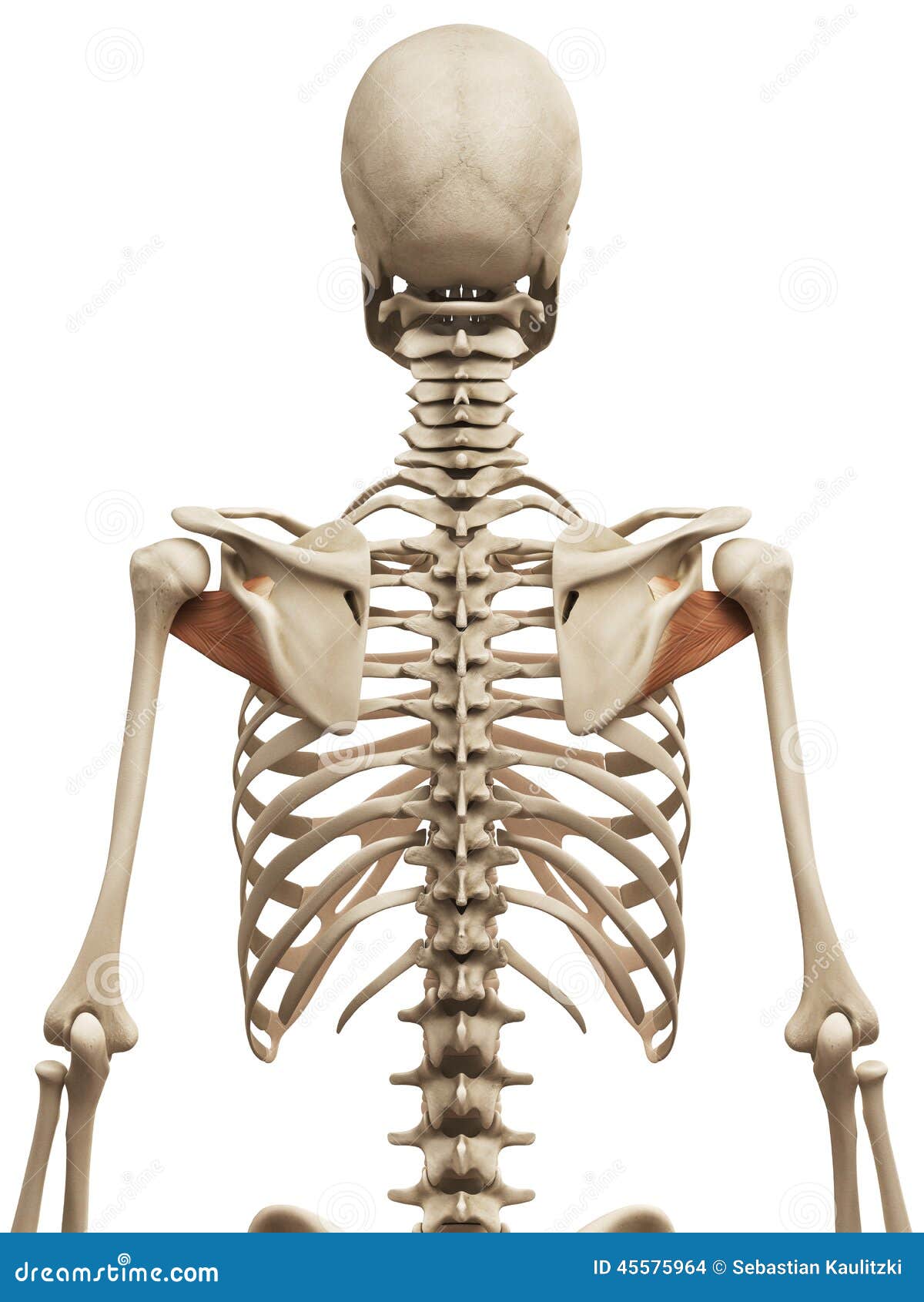 The subscapularis stock illustration. Illustration of skeleton - 45575964