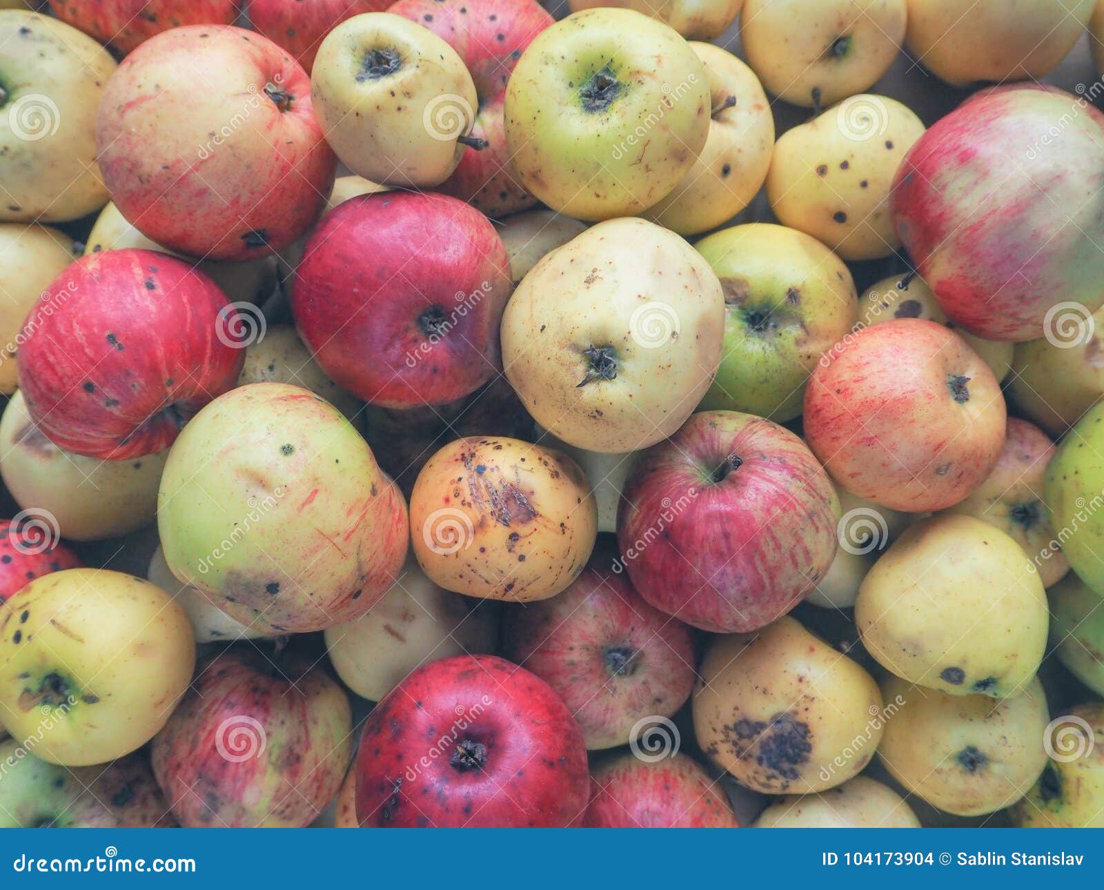 Substandard Apples Spoiled. Background from Off Wild Apples. Stock ...