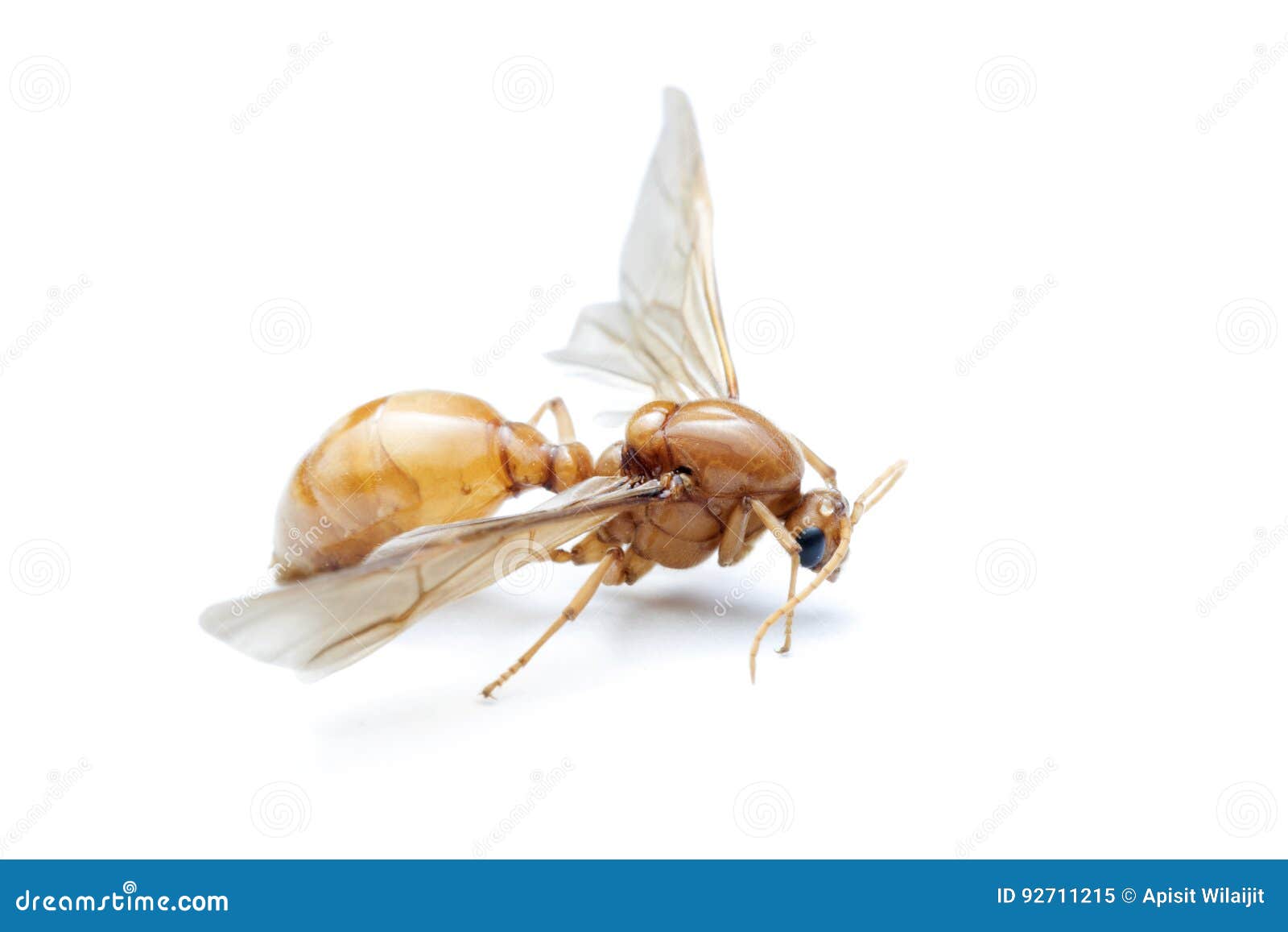 Subterranean Ants,edible Insects Isolated On White Background Royalty ...