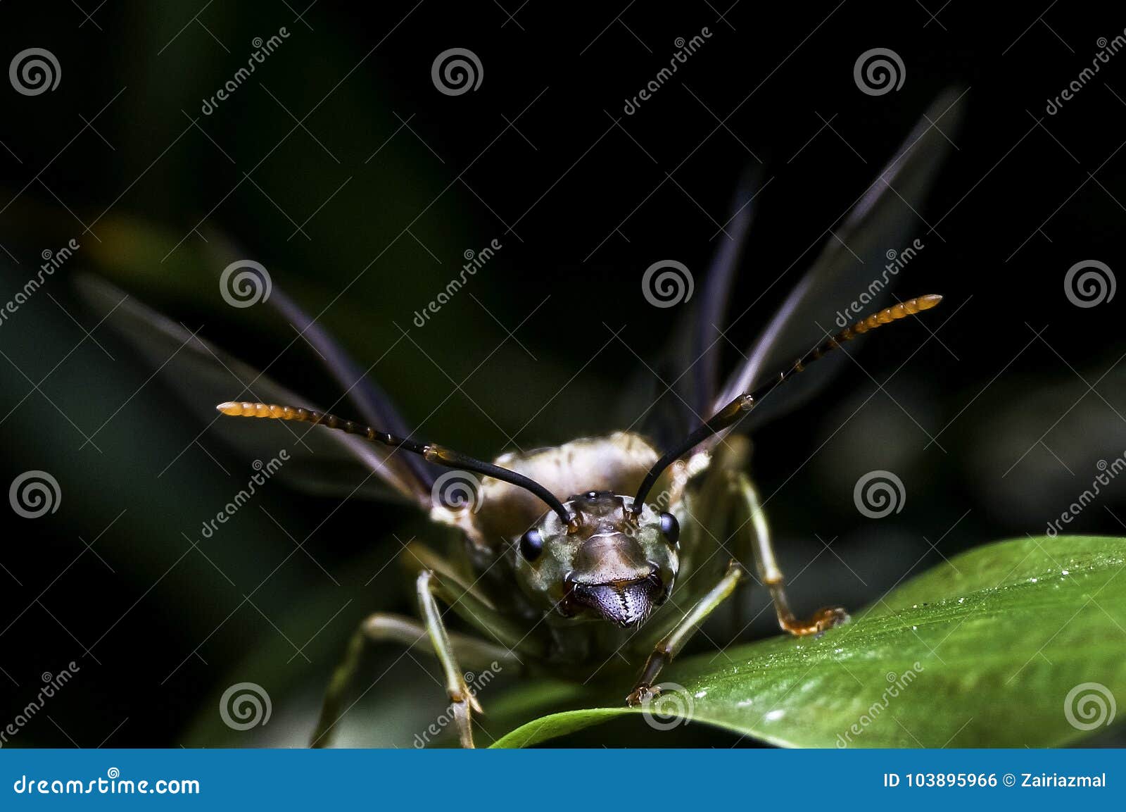Subterranean ants Flying stock photo. Image of macro - 103895966