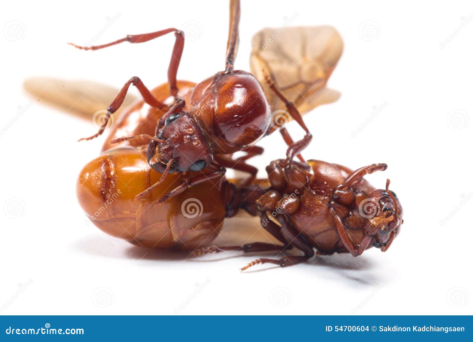The subterranean ants stock photo. Image of larvae, biology - 54700604