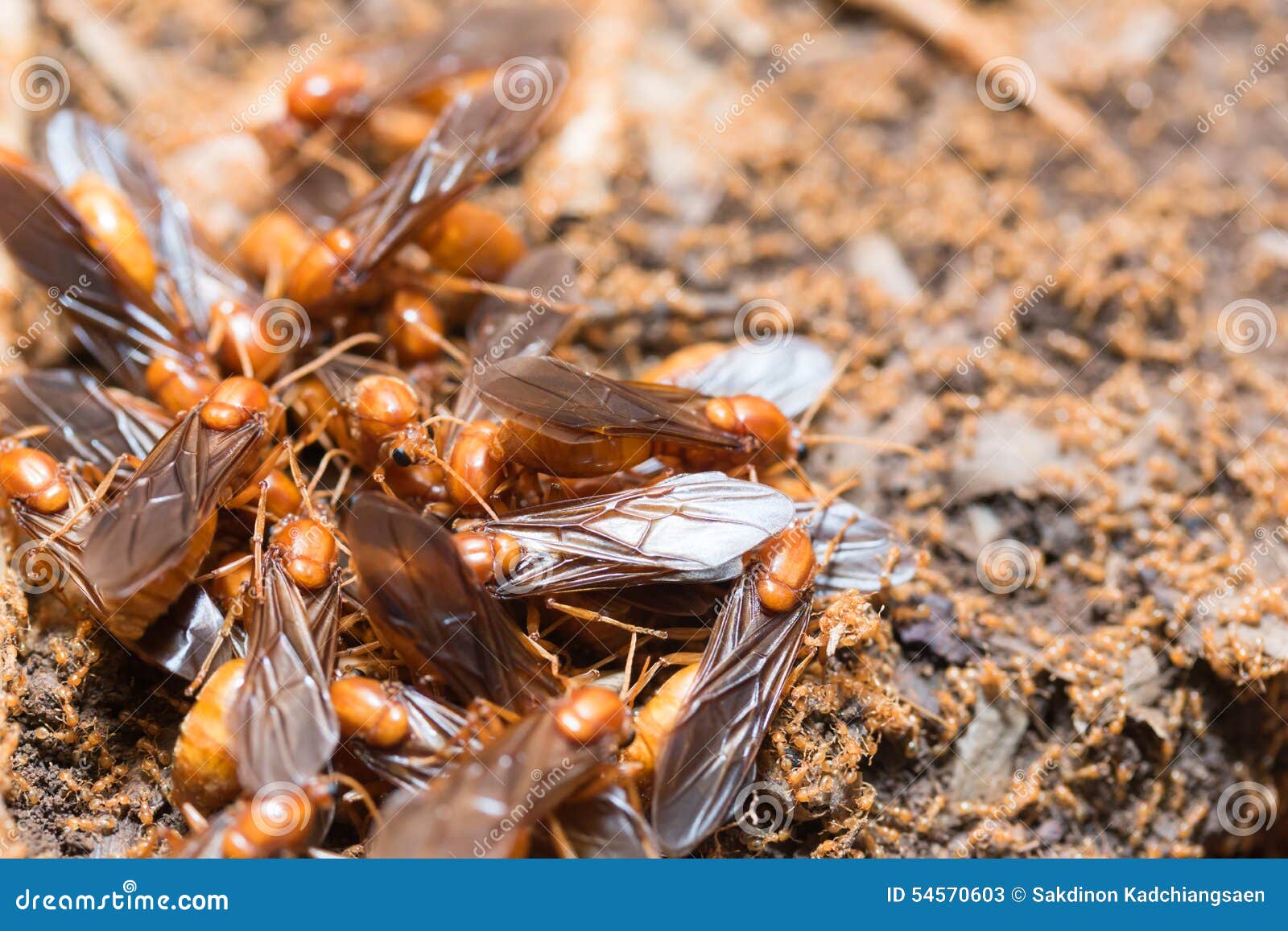 The subterranean ants stock image. Image of black, metamorphosis - 54570603