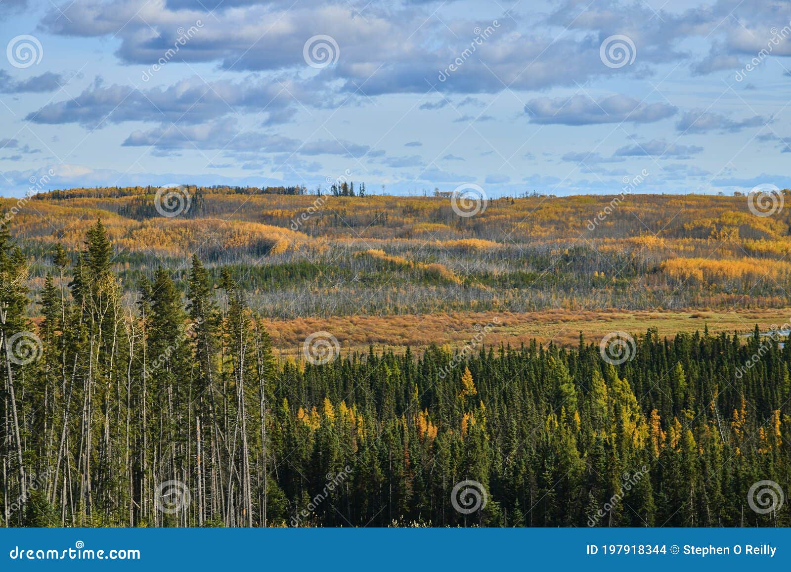 Subtle Autumn Colours Northern Alberta Canada Stock Photo - Image of ...