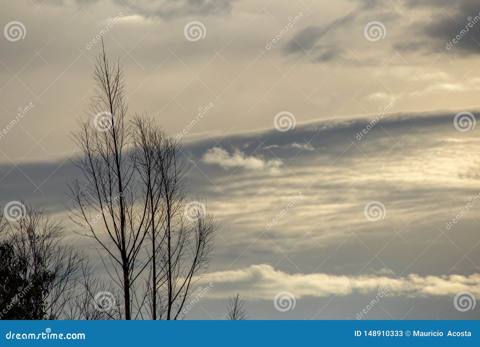 Subtle Clouds Behind a Leafless Tree Stock Image - Image of autumn ...