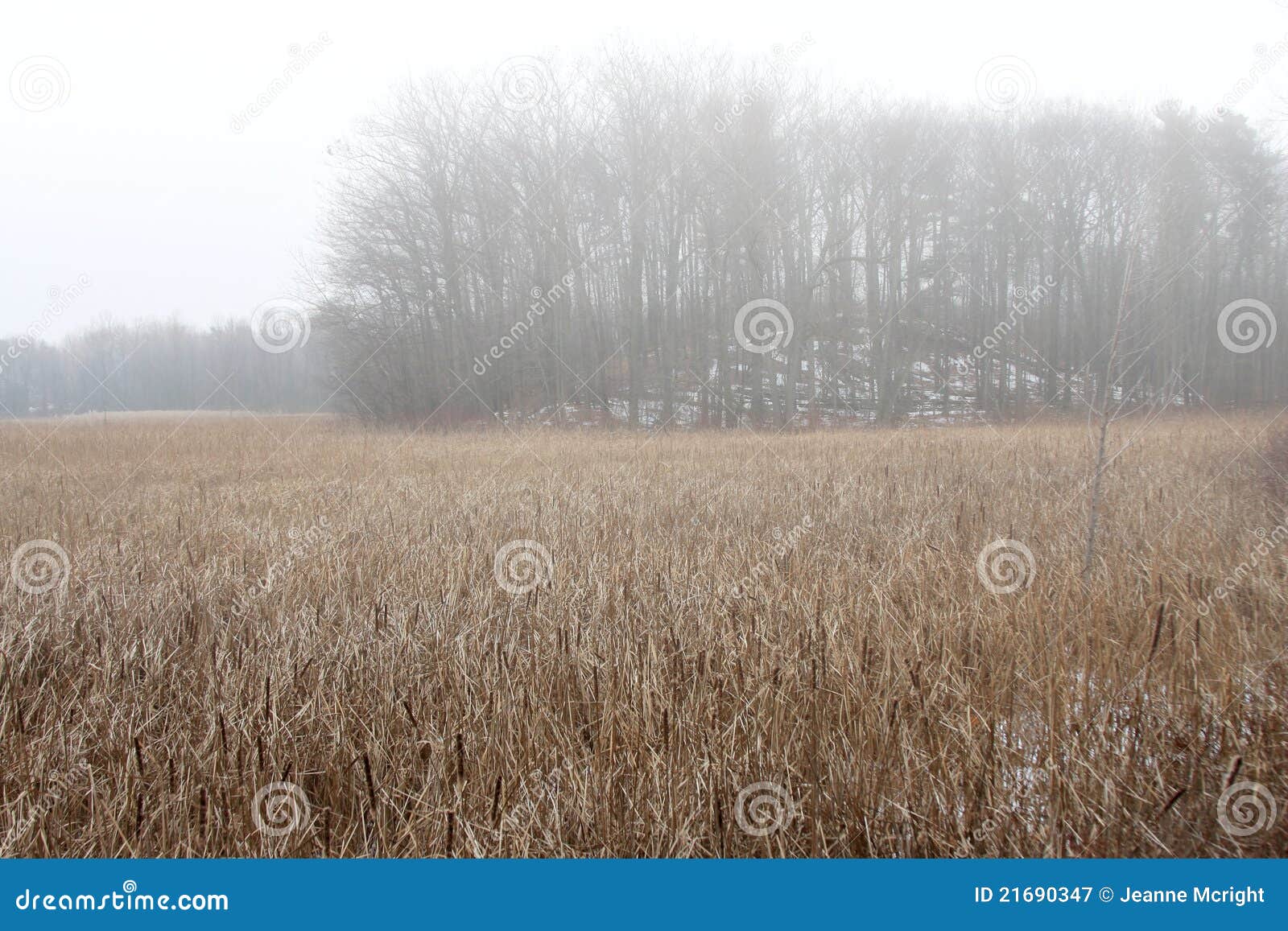 Subtle Colors of Marsh Grasses in Late Autumn Mist Stock Image - Image ...
