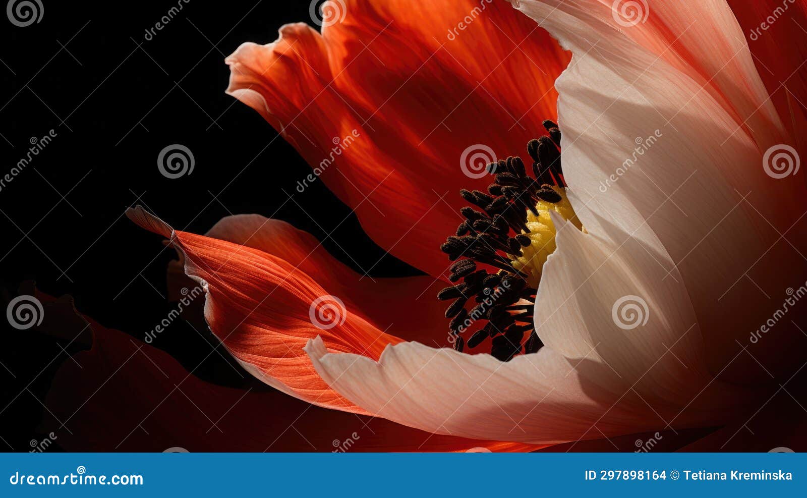 The Subtle Gradation of Color in an Anemone Flower, Captured from a ...