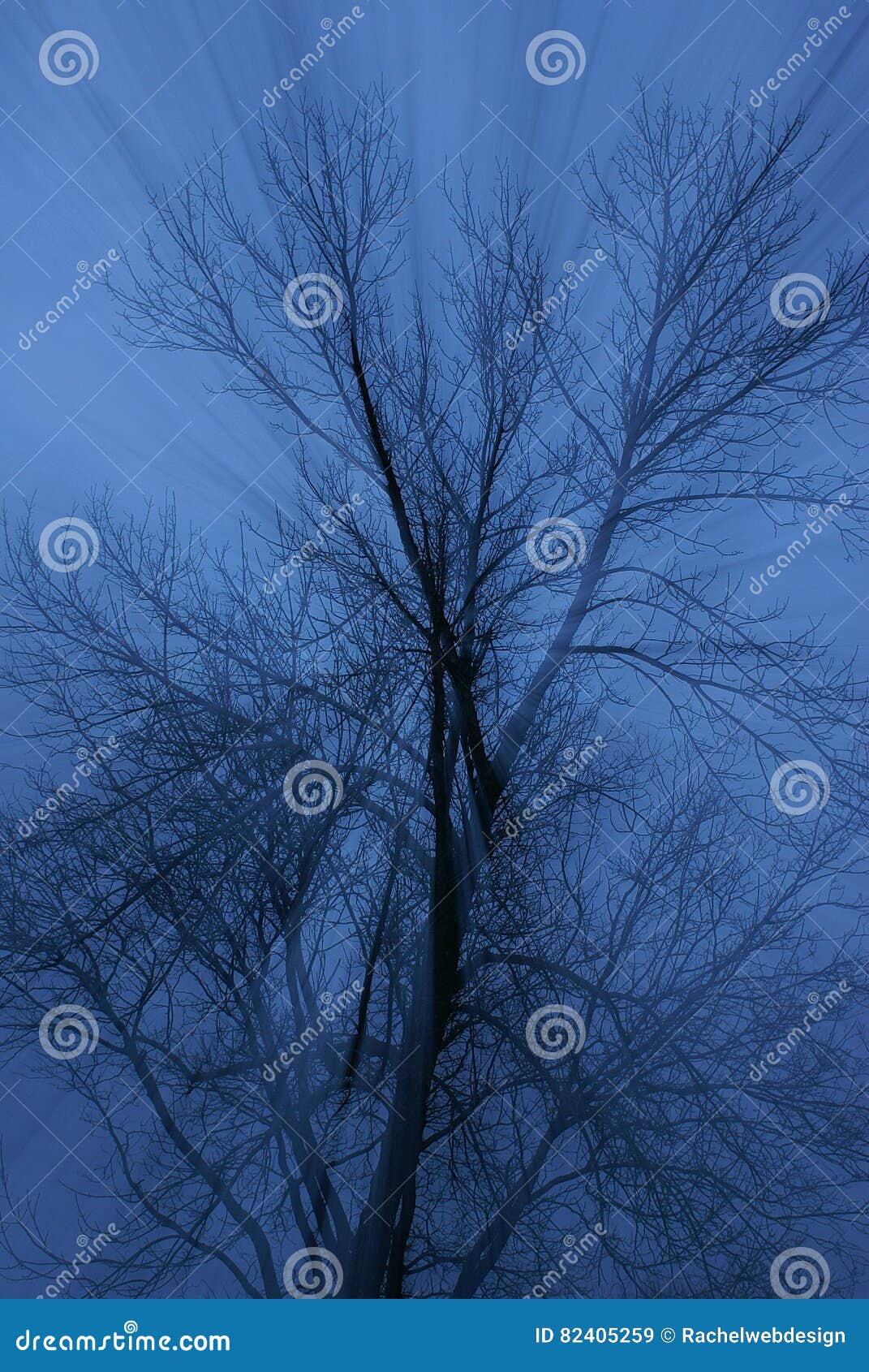 Subtle Light Rays through Dark Blue Mist, Tree with Bare Branches Stock ...