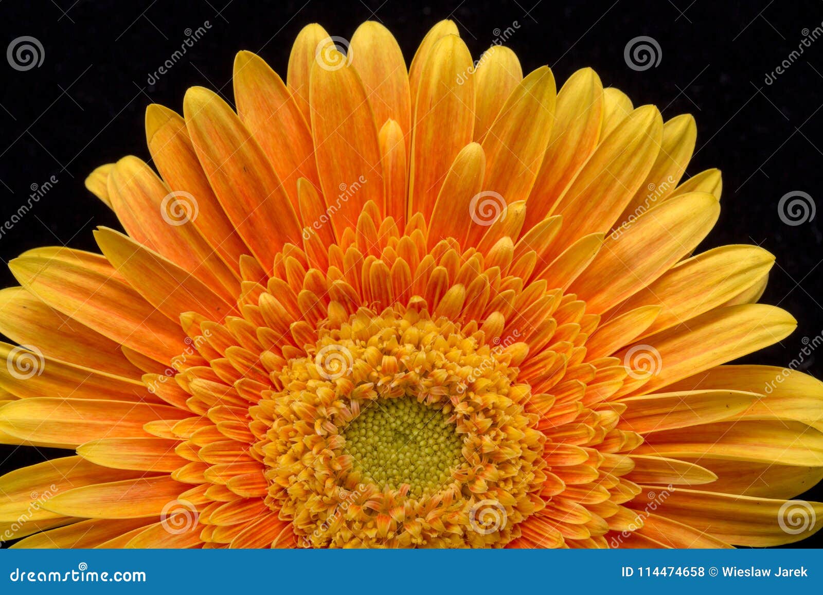 Subtle Orange Gerbera Flower Stock Photo - Image of detail, freshness ...