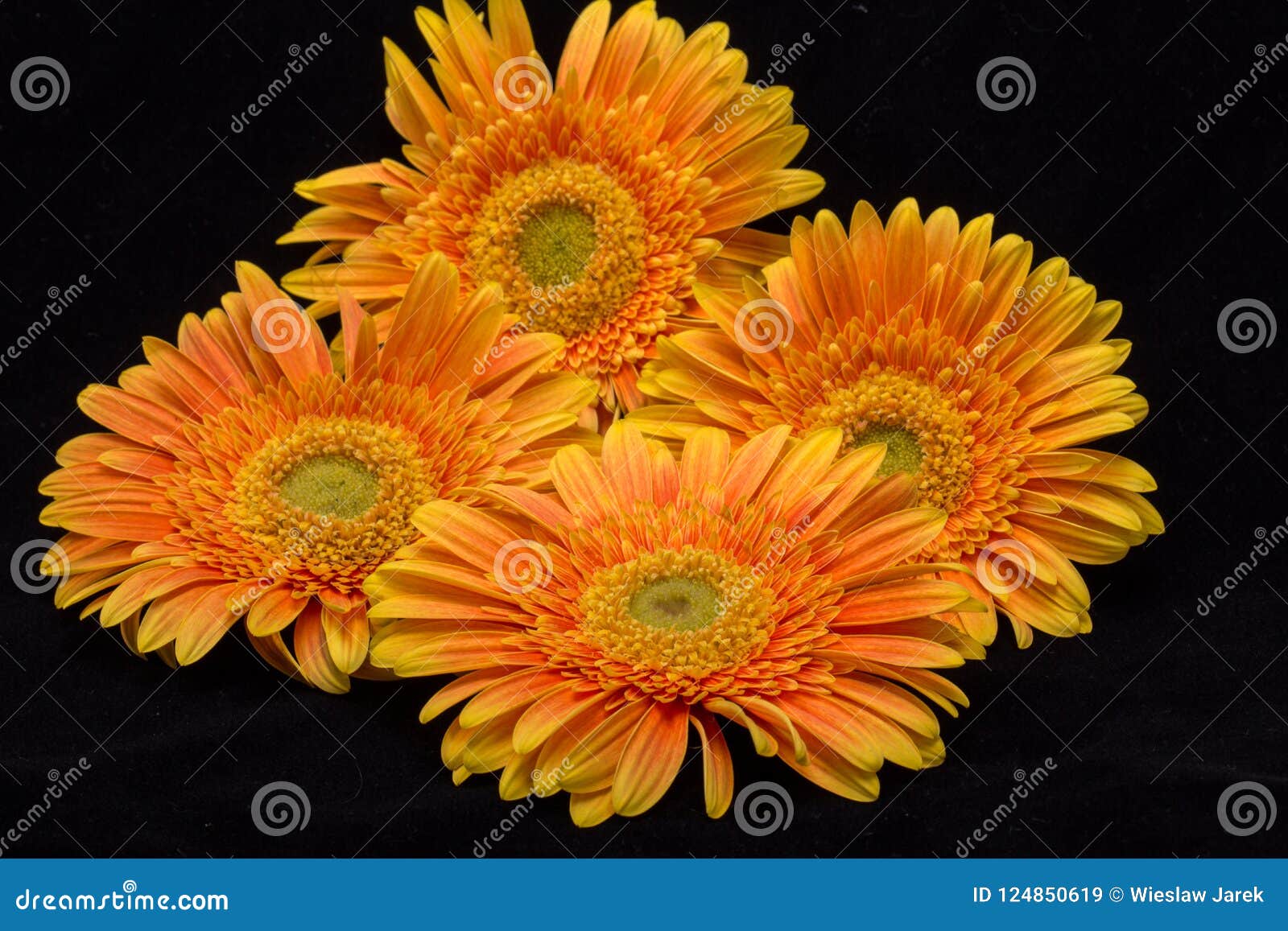 Subtle Orange Gerbera Flowers on Black Background. Stock Image - Image ...