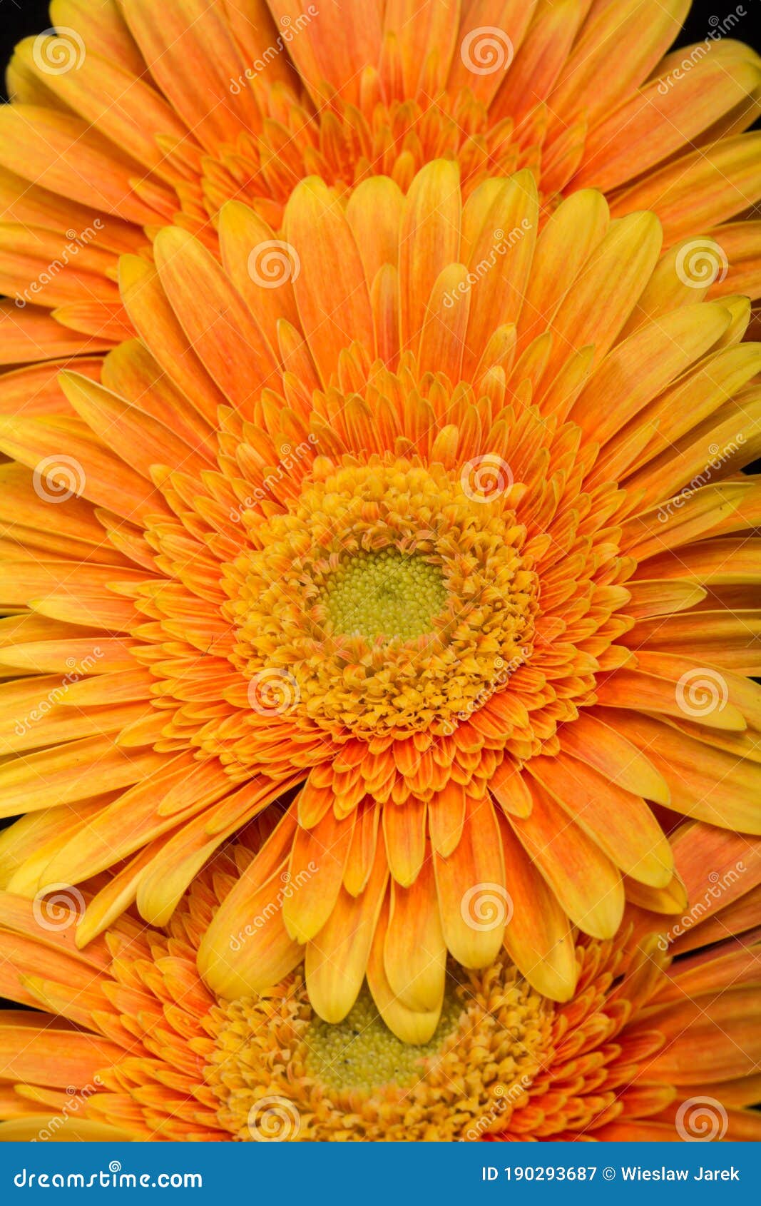 Subtle Orange Gerbera Flowers Stock Image - Image of flower, gift ...