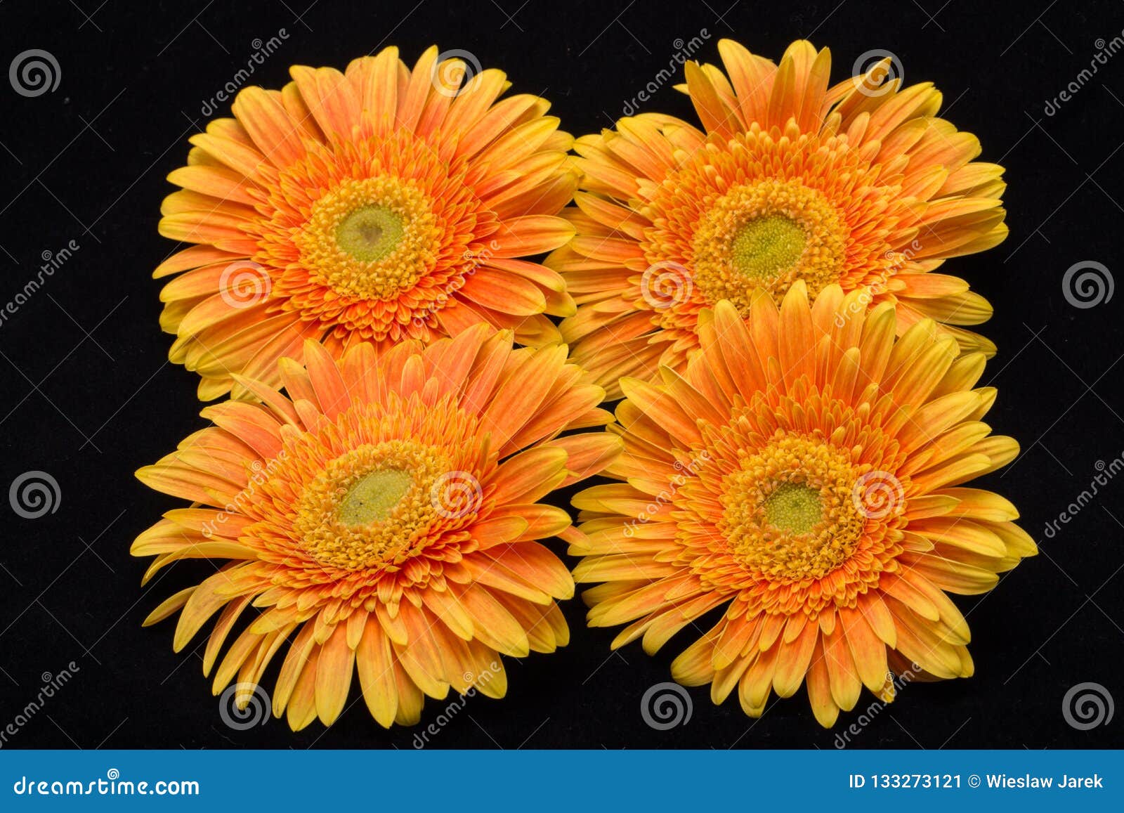 Subtle Orange Gerbera Flowers Stock Image - Image of blooming, flowers ...