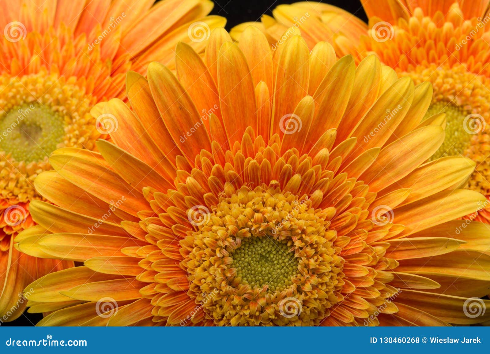Subtle Orange Gerbera Flowers Stock Photo - Image of closeup ...