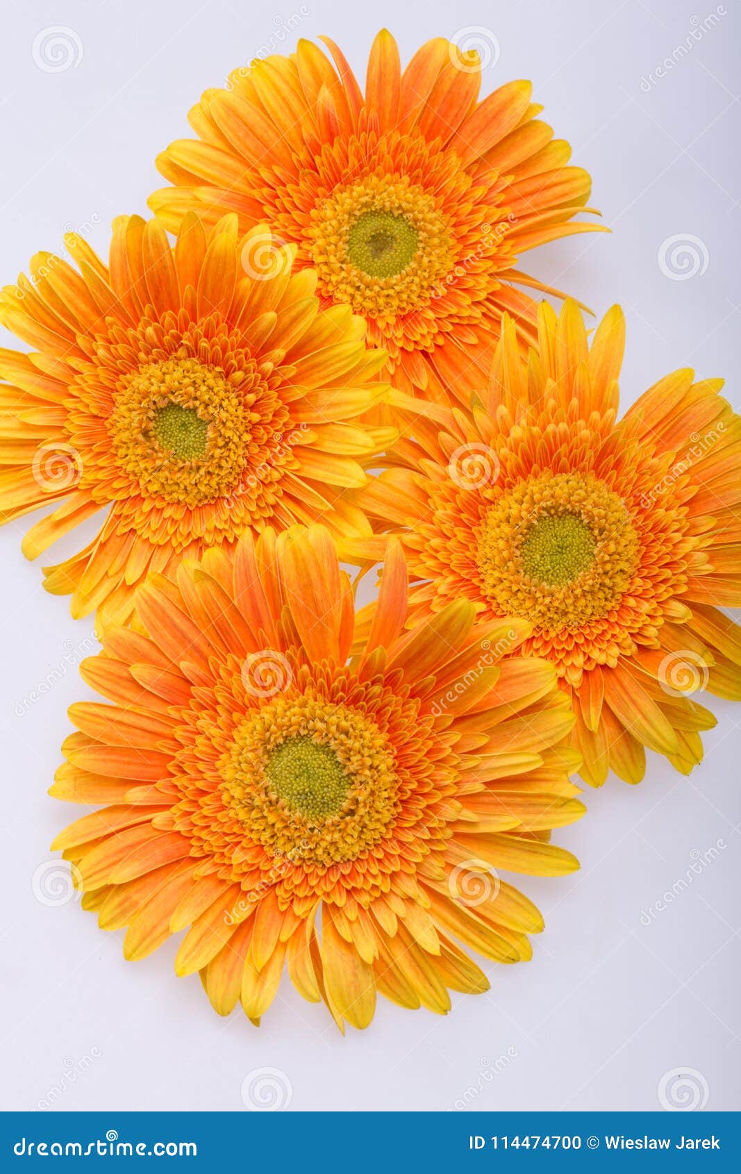 Subtle Orange Gerbera Flowers Stock Photo - Image of gerbera, beauty ...