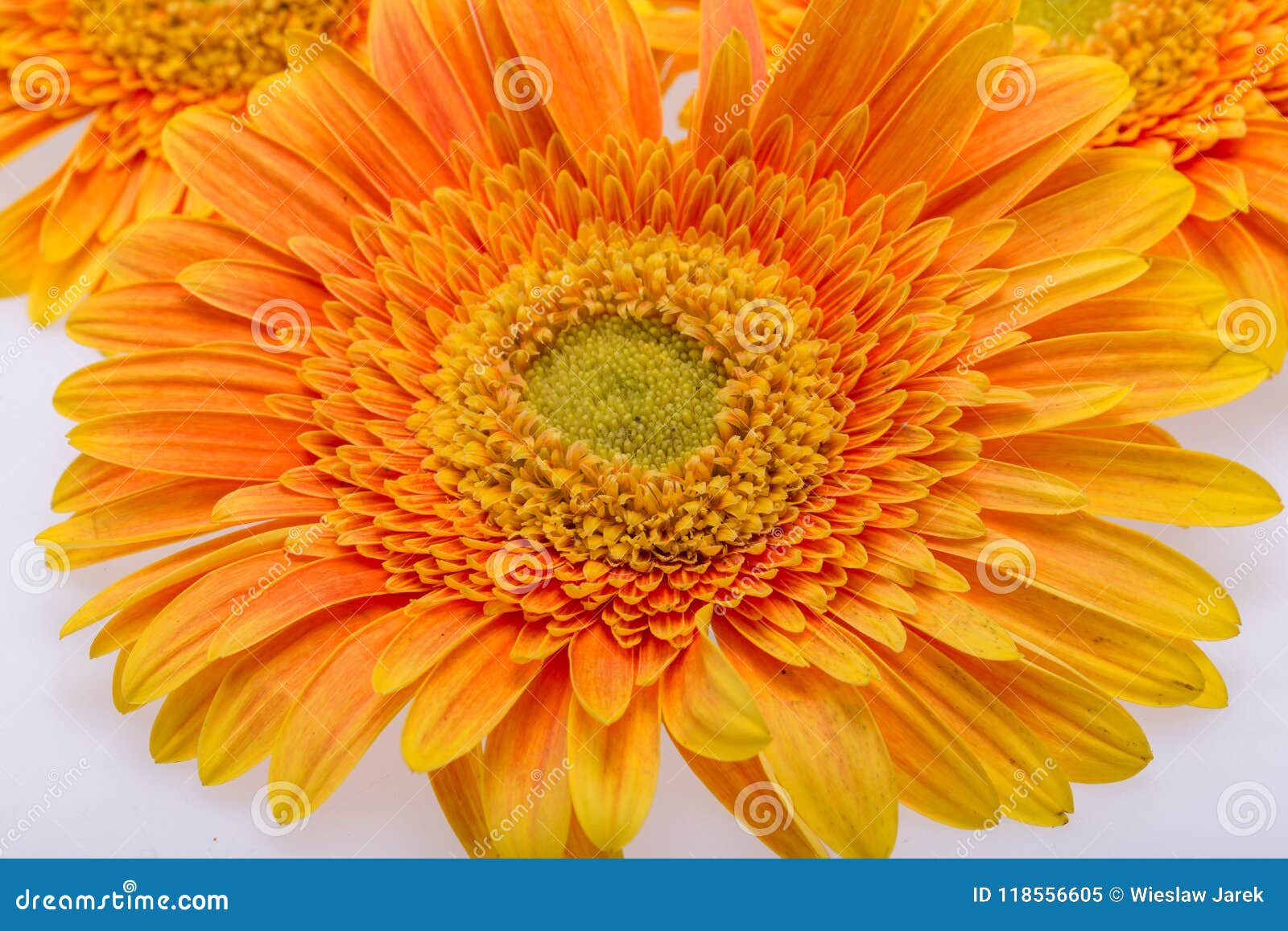 Subtle Orange Gerbera Flowers Stock Image - Image of bunch, affection ...