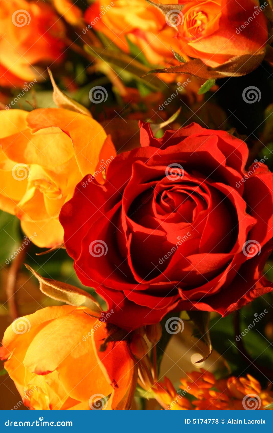 Subtle roses stock photo. Image of colour, gesture, festive - 5174778