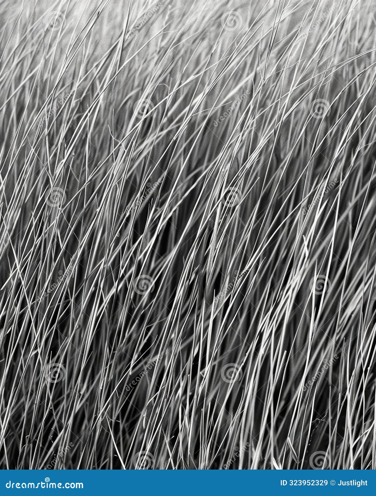 The Subtle Variations in Height and Direction of Swaying Grass ...