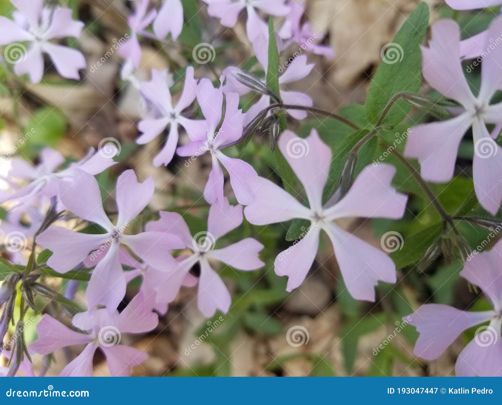 Subtle wild flowers stock image. Image of garden, petal - 193047447