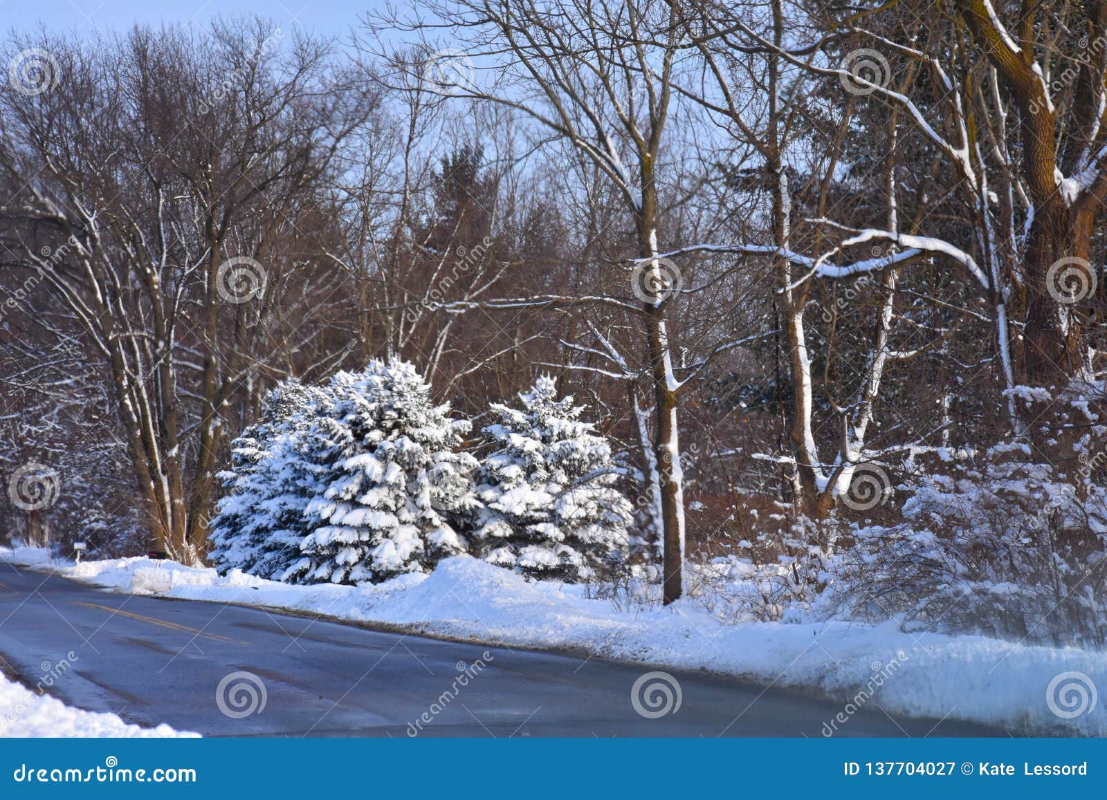 Subtle Winter Roadside stock image. Image of pine, road - 137704027