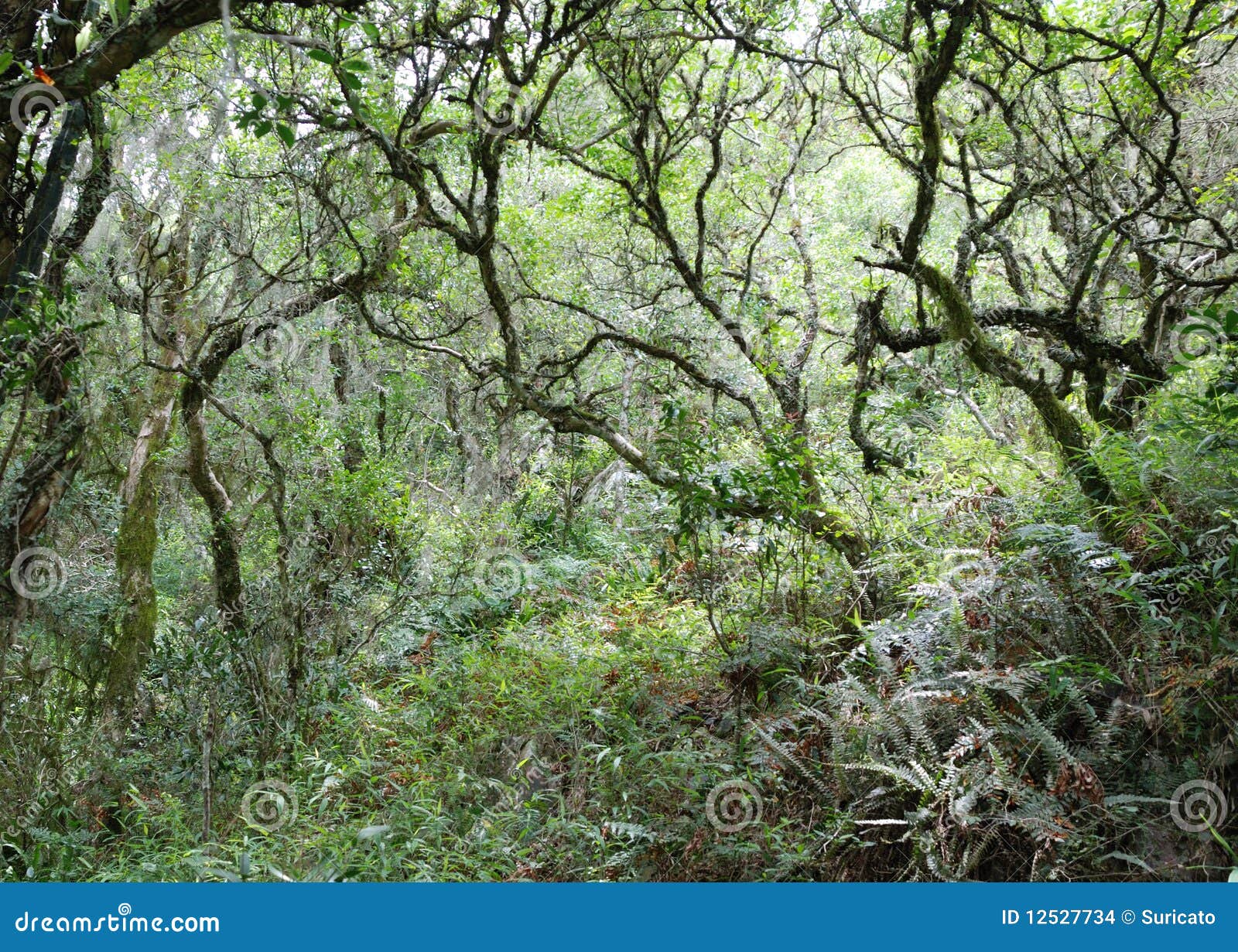 Subtropical Forest Stock Images - Image: 12527734