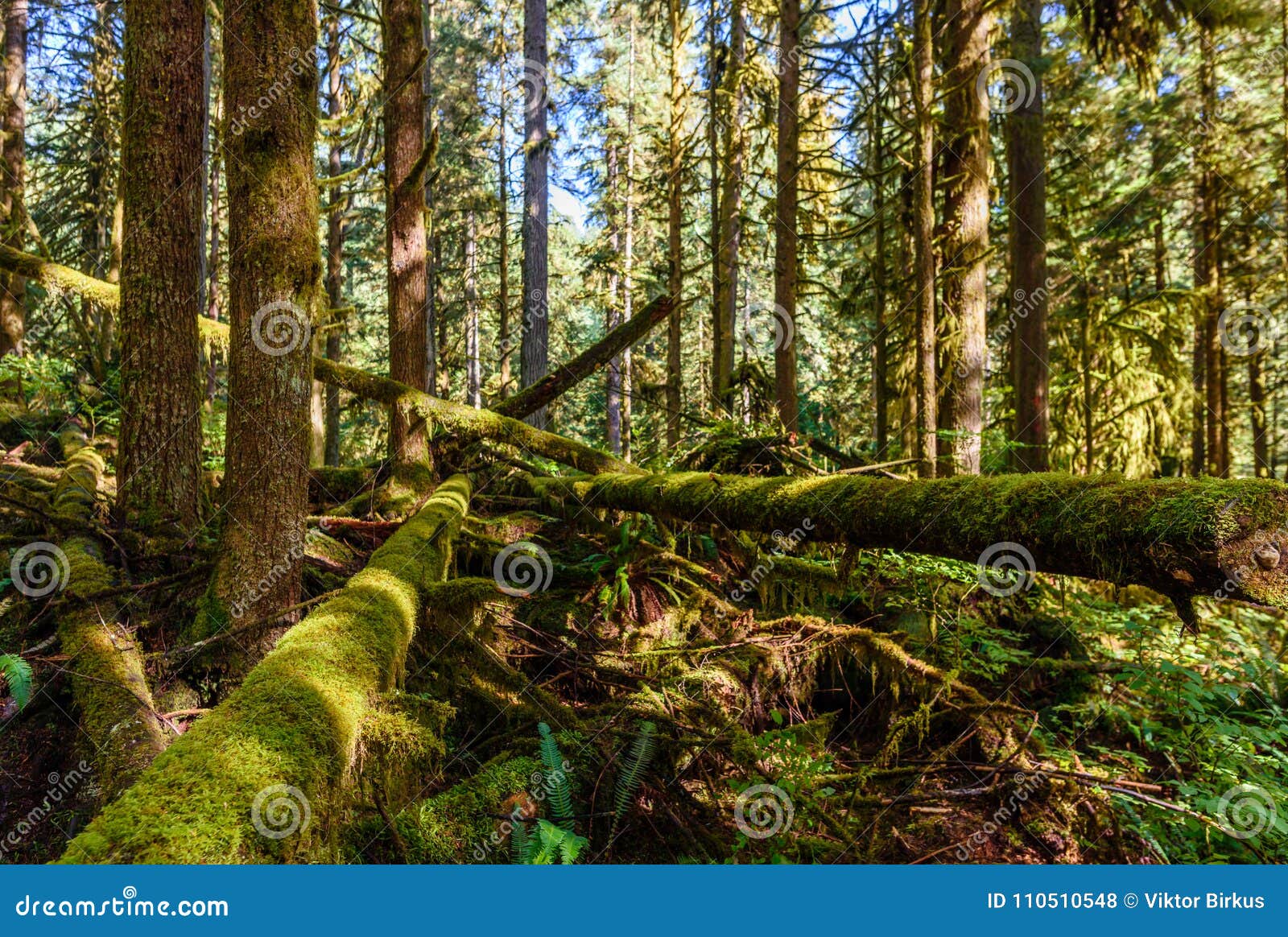 Subtropical Forest with a Windbreak and Fallen Trees, Covered Wi Stock ...