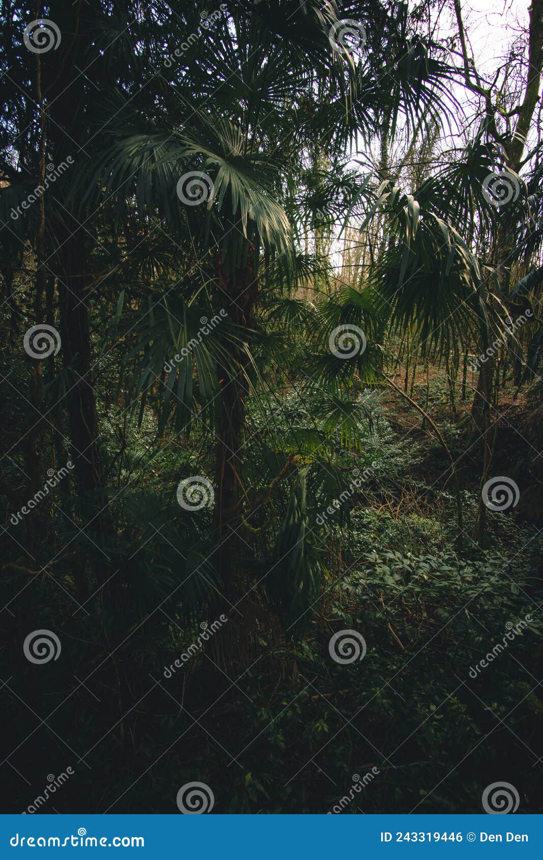 Subtropical Forest in Winter Stock Photo - Image of subtropical, garden ...