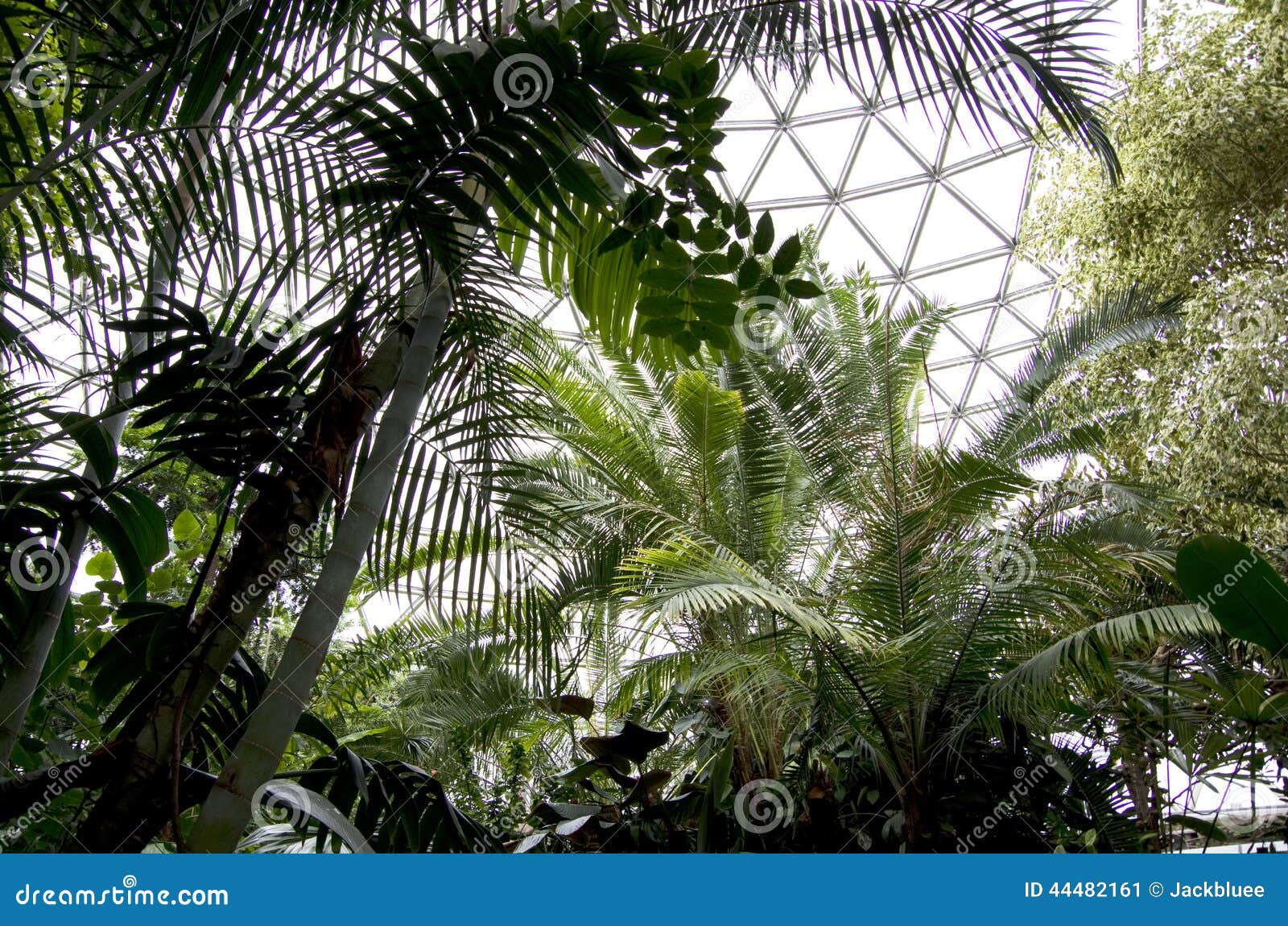 Subtropical garden stock image. Image of subtropical - 44482161