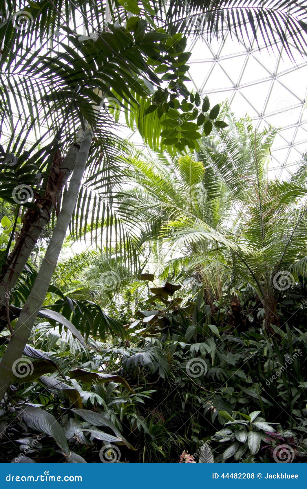 Subtropical garden stock photo. Image of greenhouse, tropics - 44482208