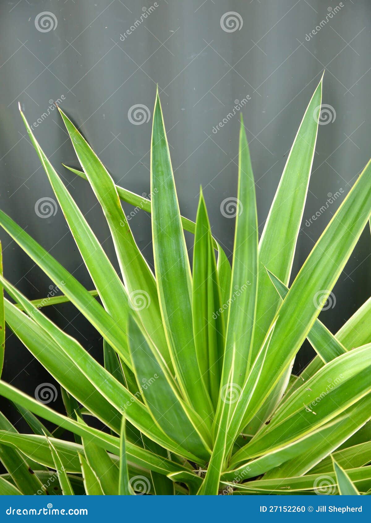 Subtropical Garden: Yucca Leaves Stock Photo - Image of spiky, plants ...
