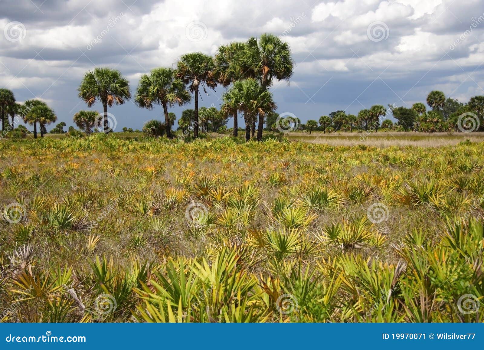 Subtropical Landscape stock image. Image of subtropical - 19970071